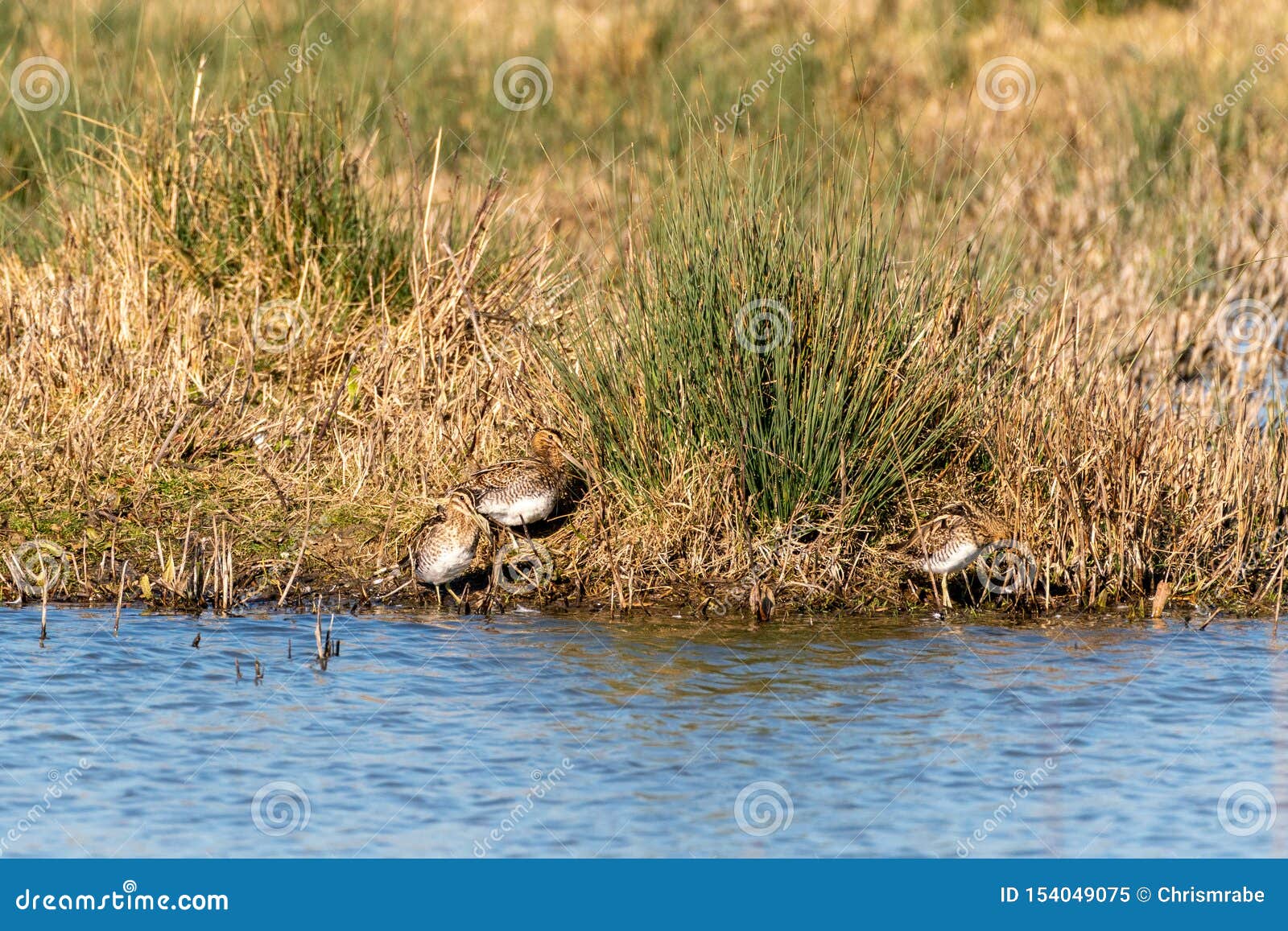 Common Snipe (Gallinago Gallinago) in the UK Stock Image - Image of ...