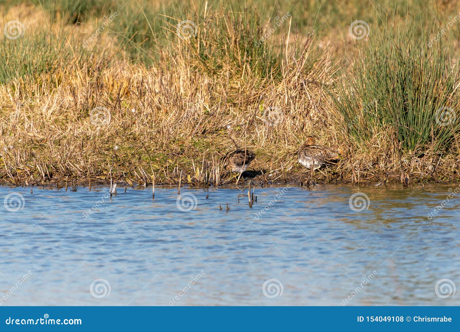 Common Snipe (Gallinago Gallinago) in the UK Stock Photo - Image of ...