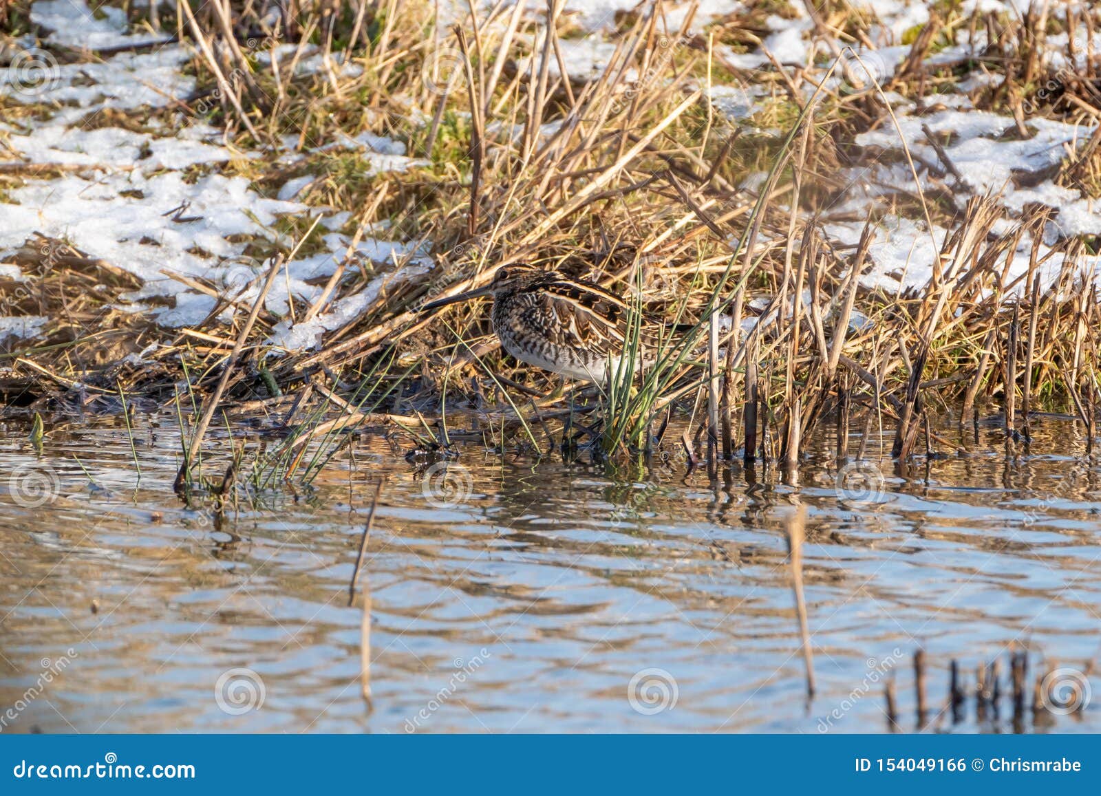 Common Snipe (Gallinago Gallinago) in the UK Stock Photo - Image of ...