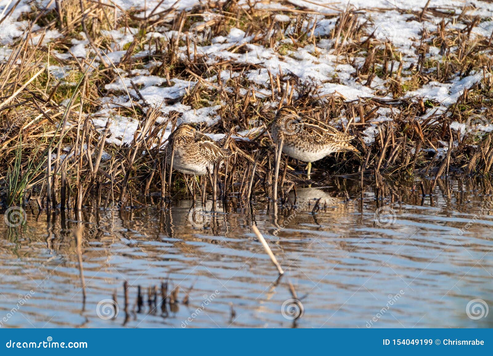 Common Snipe Uk Photos - Free & Royalty-Free Stock Photos from Dreamstime