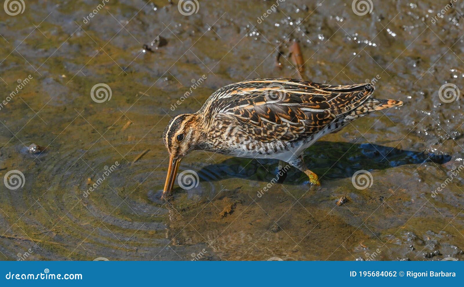 Common Snipe Looking for Food on the Beach Stock Photo - Image of ...