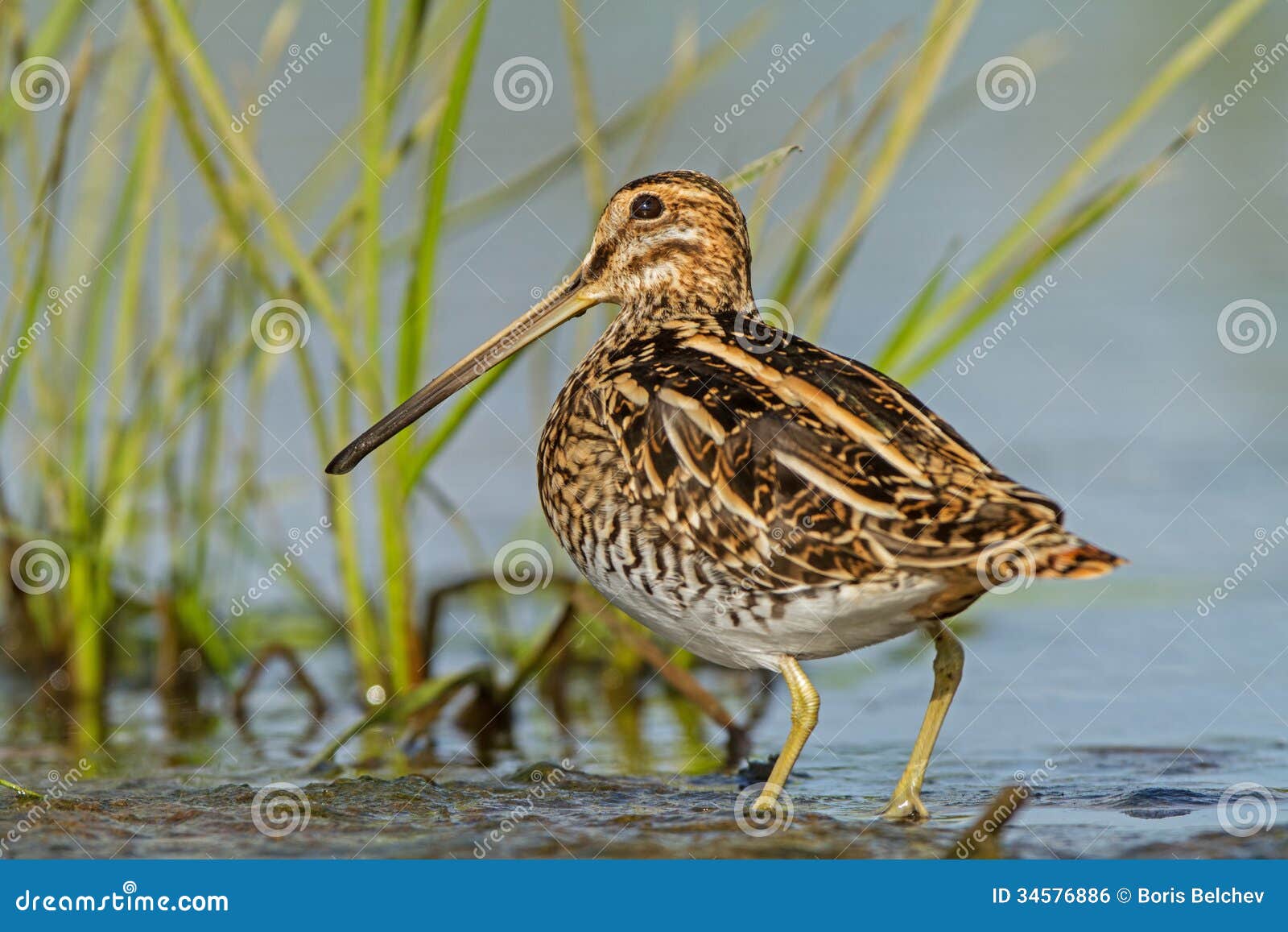 Common snipe stock photo. Image of common, bill, reed - 34576886