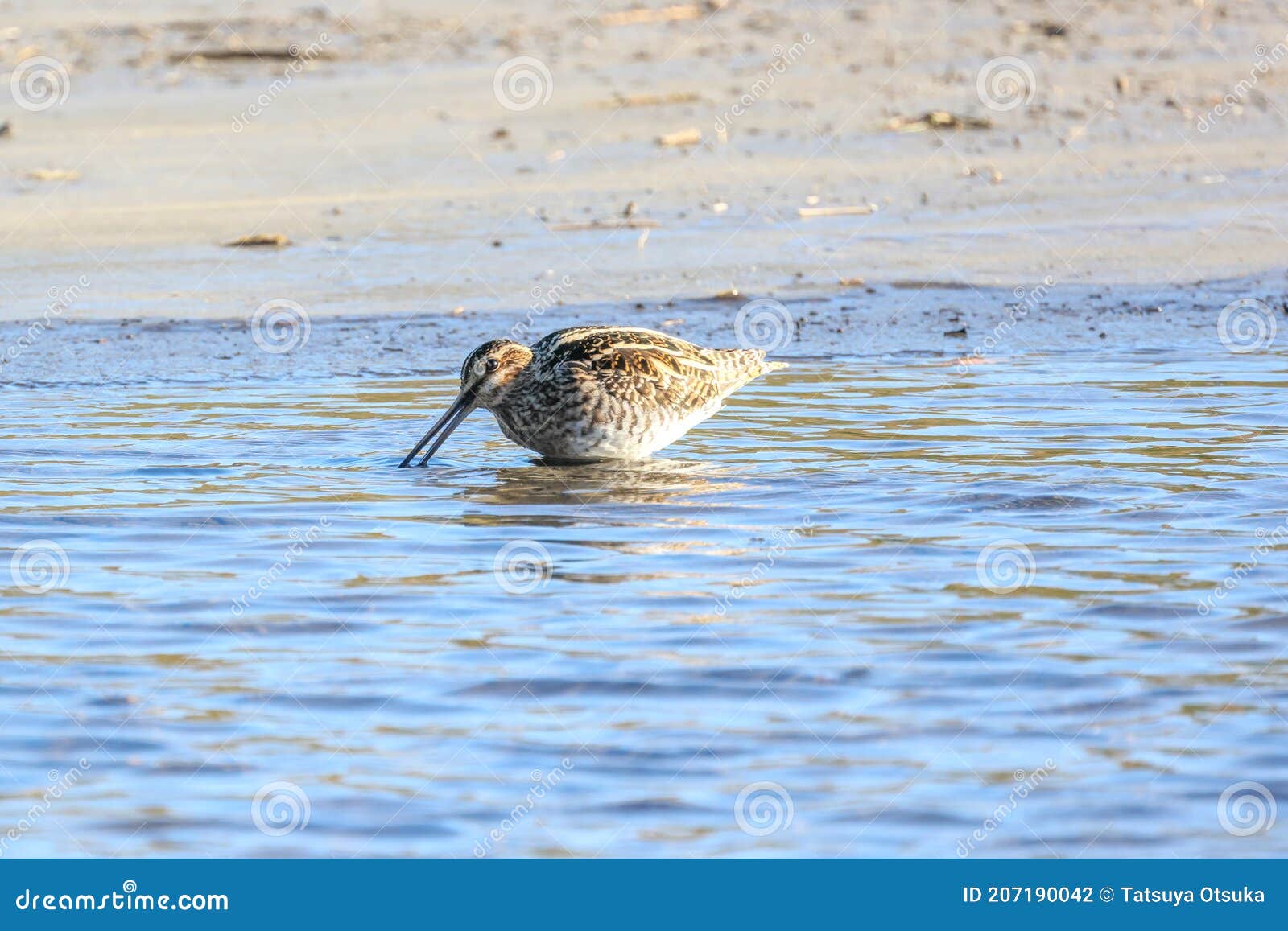A Common Snipe in the River Stock Photo - Image of water, bird: 207190042