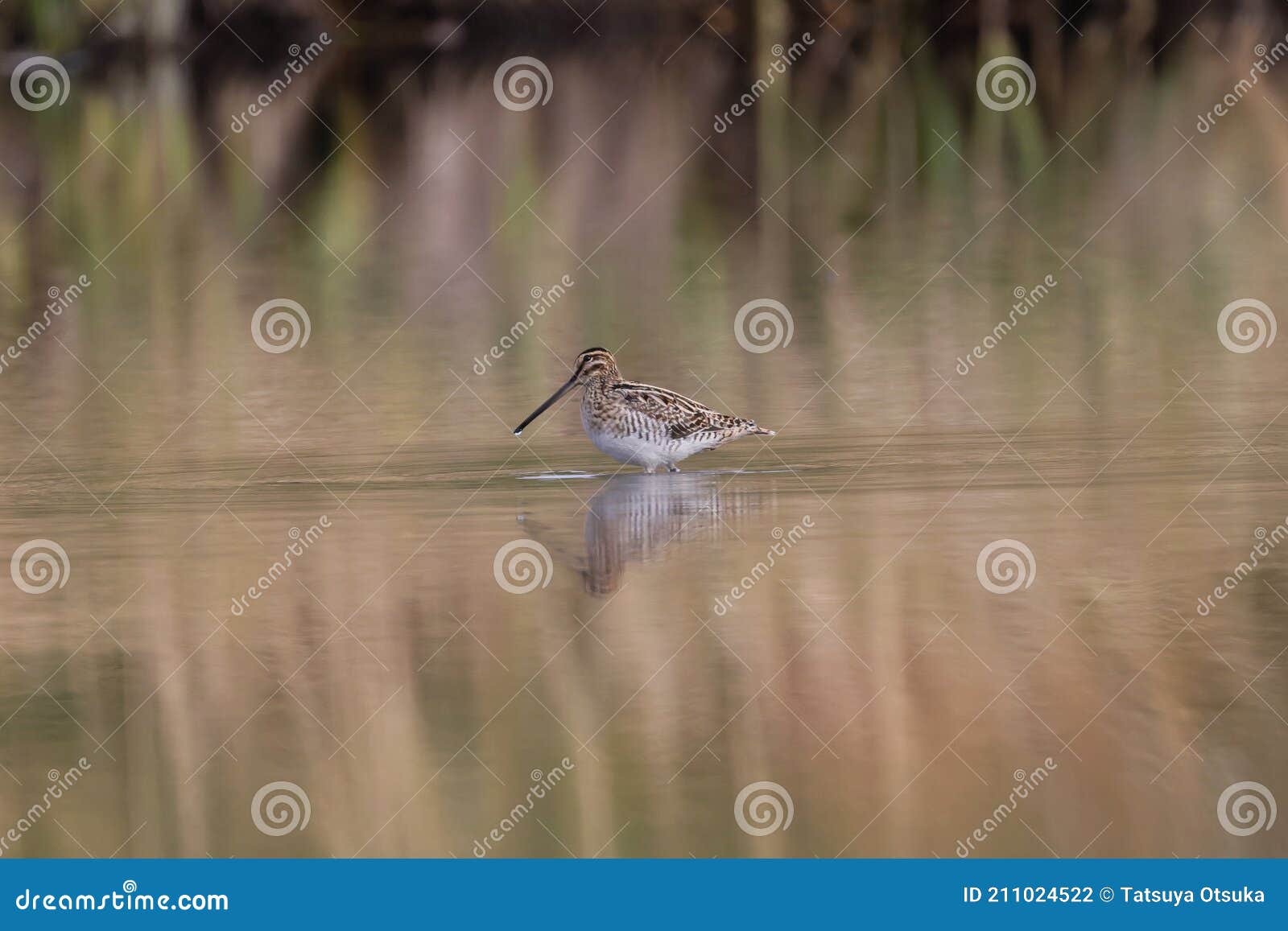 Common snipe in the river stock photo. Image of snipe - 211024522