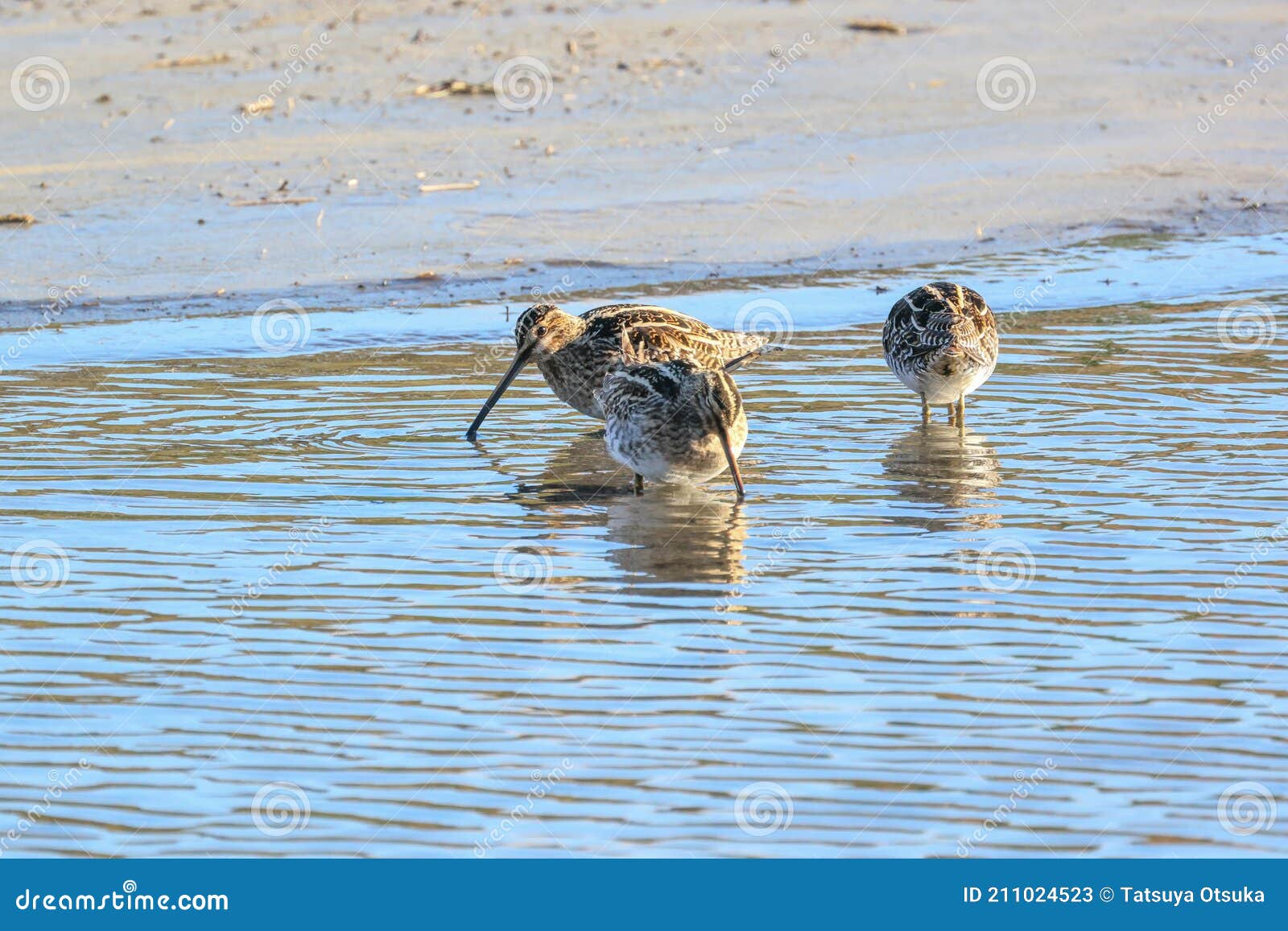 Common snipe in the river stock image. Image of common - 211024523