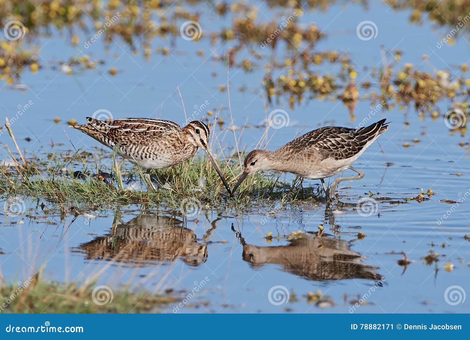 Common snipe and Ruff stock image. Image of water, vegetation - 78882171