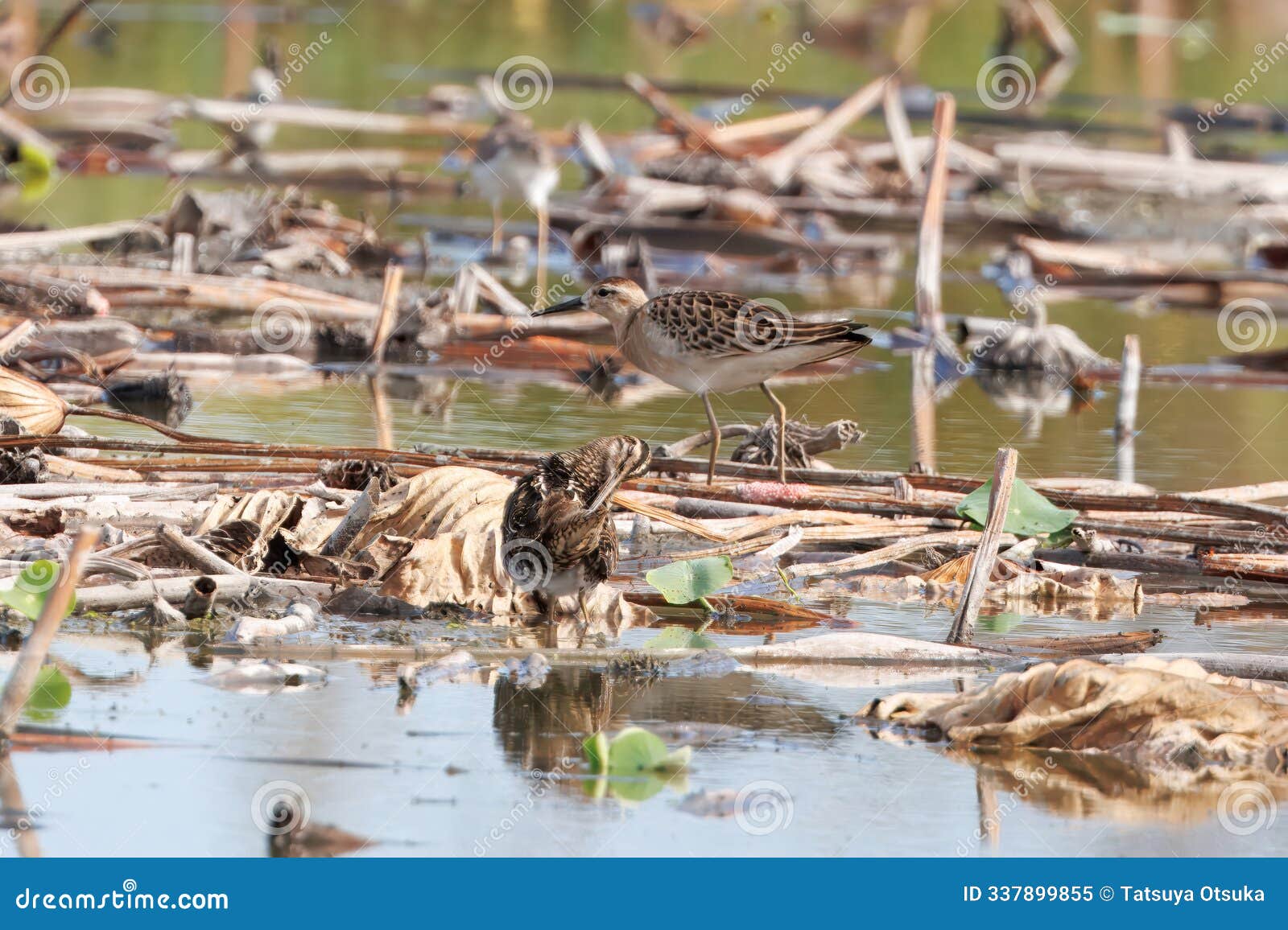 Common Snipe and Ruff in Mud Lotus Root Field Stock Image - Image of ...