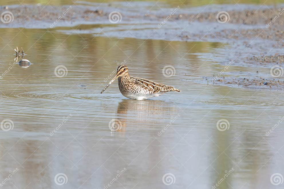 Common Snipe and Ruff in Mud Lotus Root Field Stock Image - Image of ...