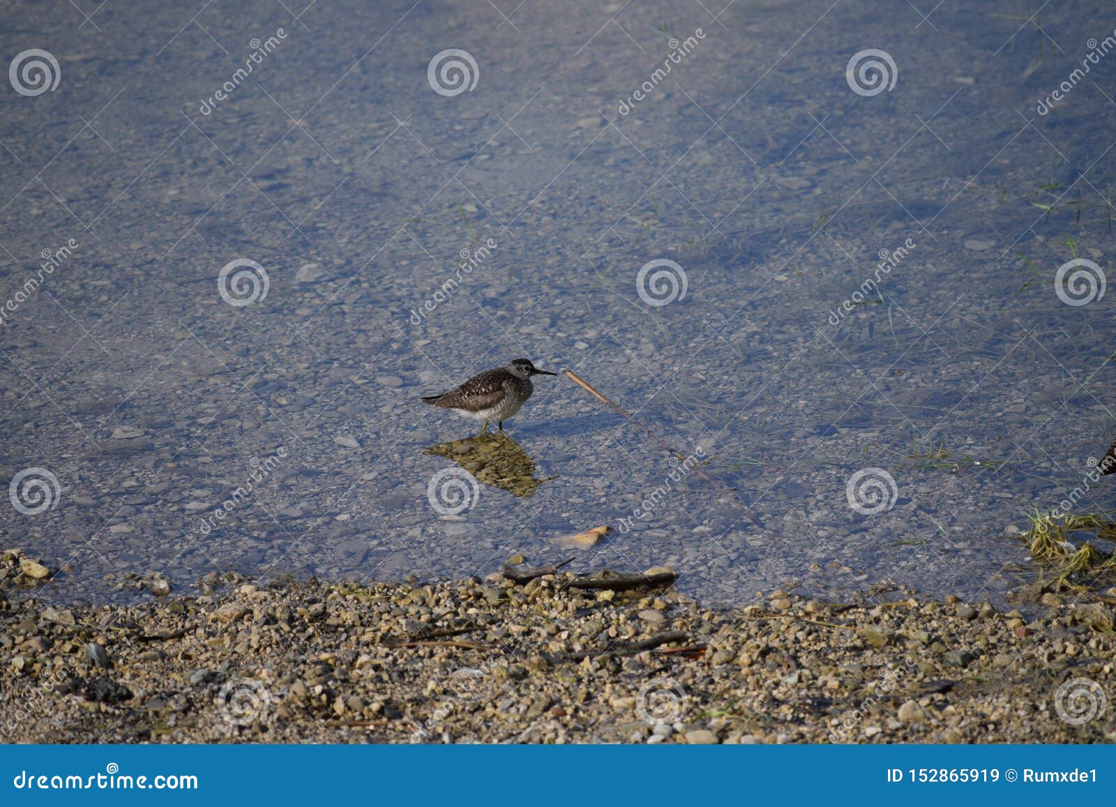 Common Snipe in Shallow Water Stock Image - Image of common, water ...