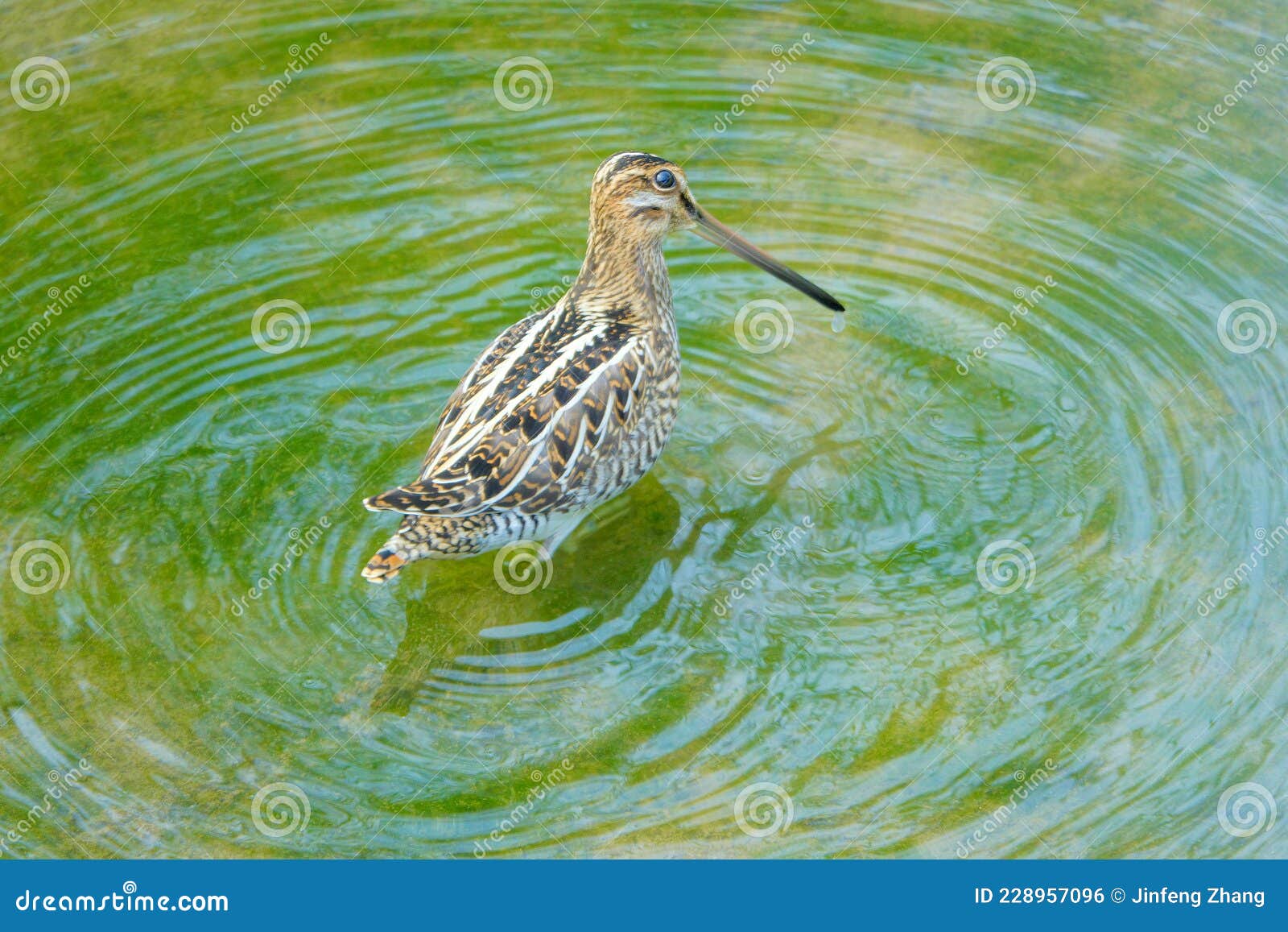 Common Snipe stock photo. Image of snipe, common, nature - 228957096