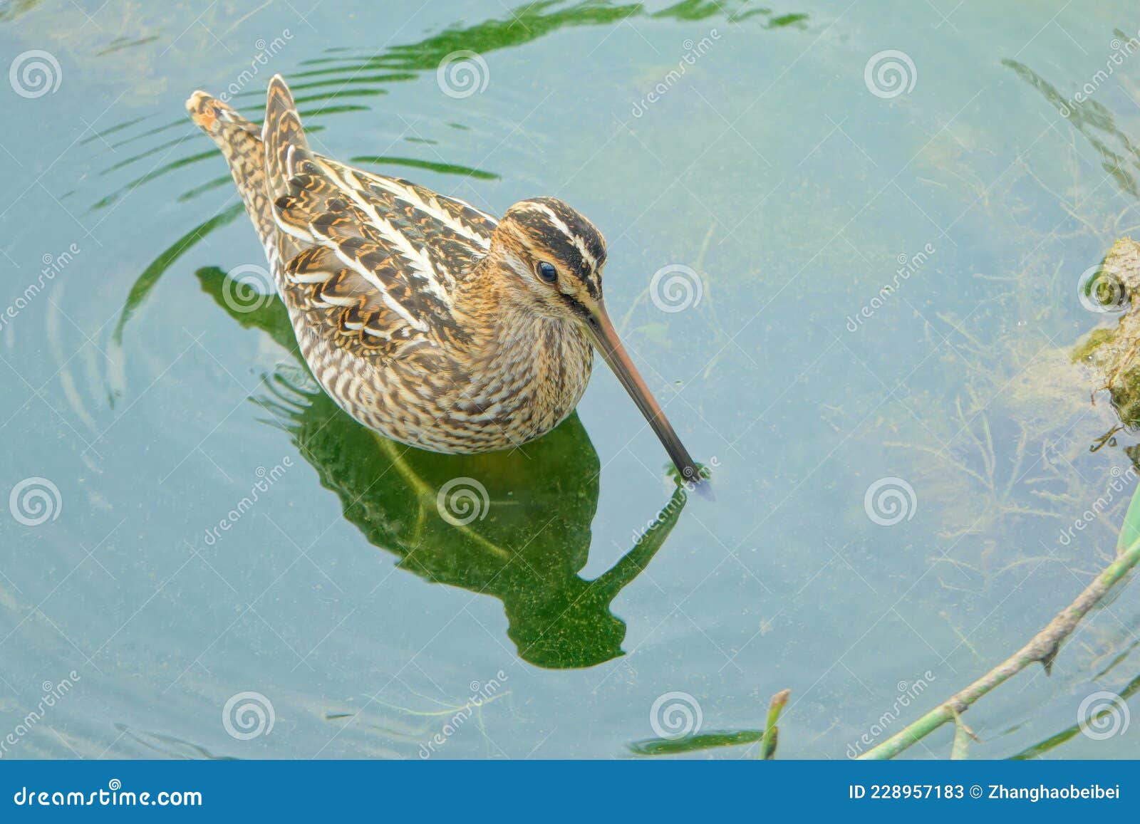 Common Snipe stock image. Image of birds, animals, lake - 228957183