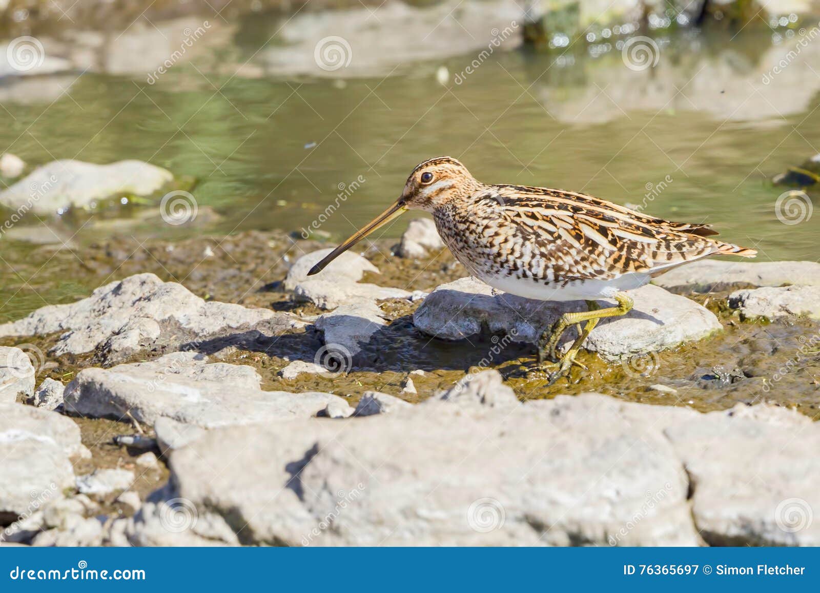 Common Snipe, Walking stock image. Image of fowl, birdlife - 76365697