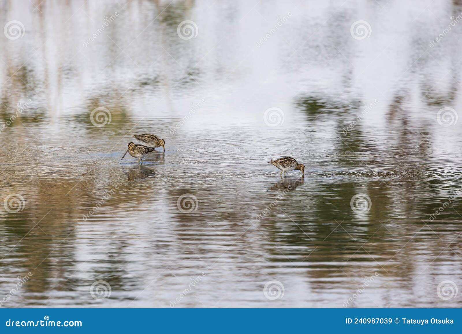 Common Sniper are Searching for the Bait in a Winter River Stock Image ...