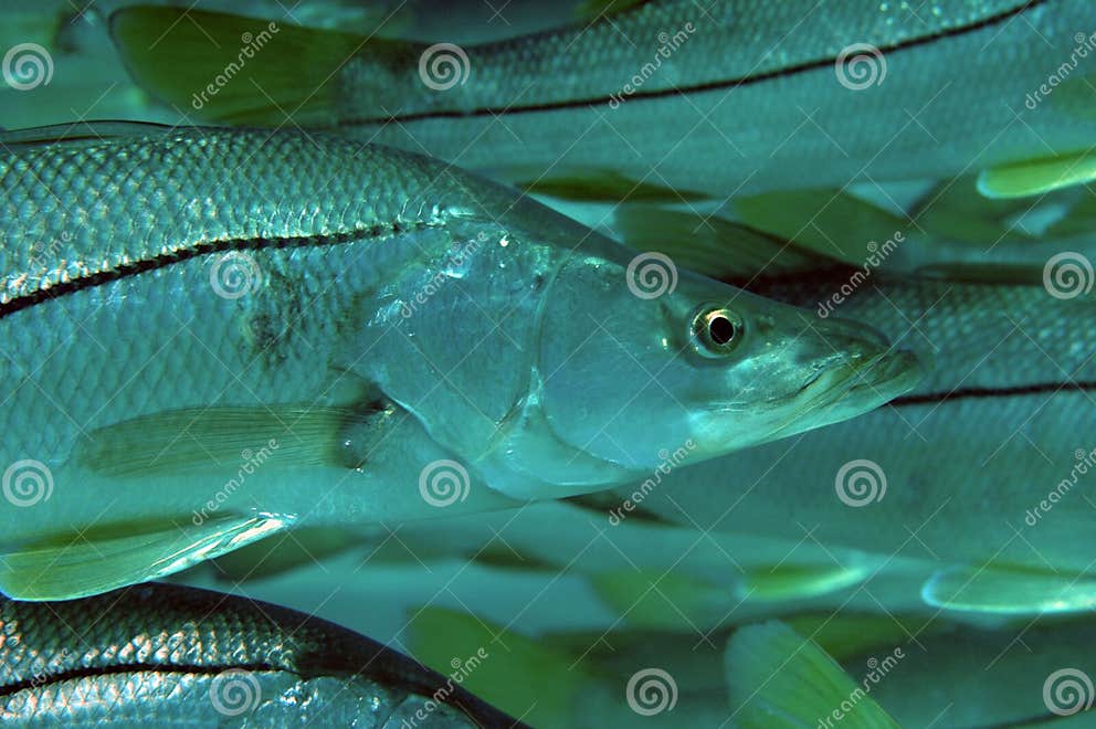 Common Snook-Centropomus Undecimalis Stock Image - Image of reef ...