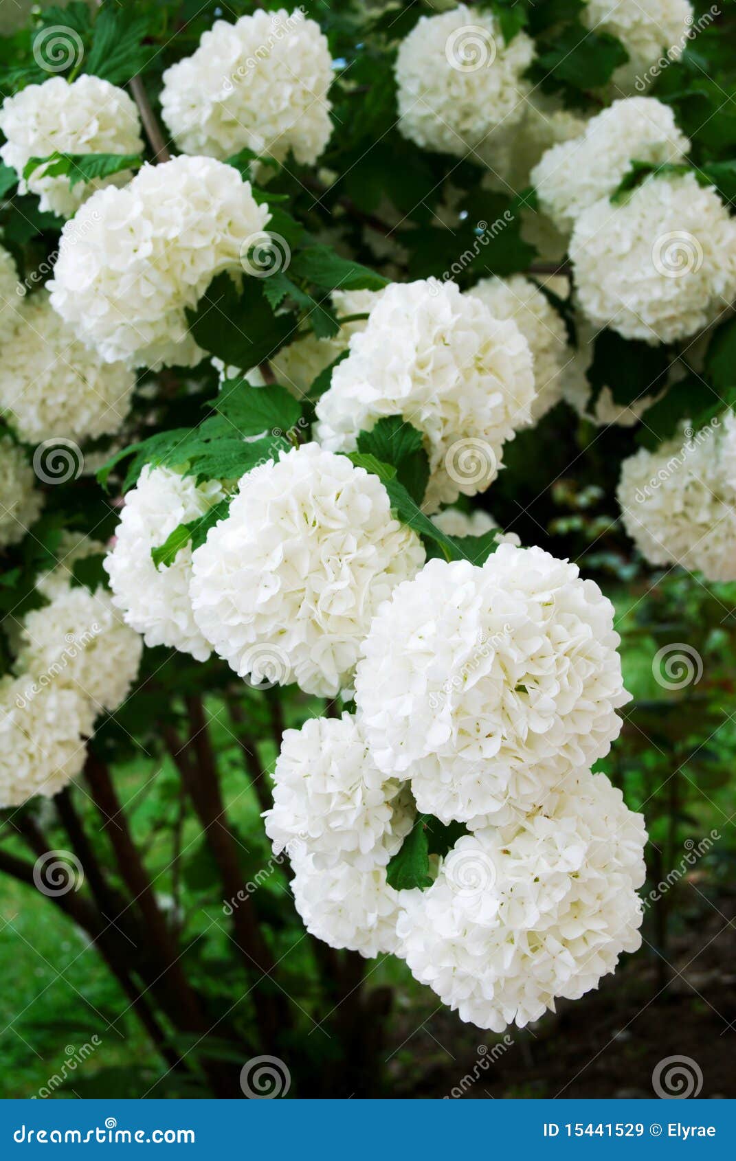 Common Snowball stock image. Image of botanical, detail - 15441529