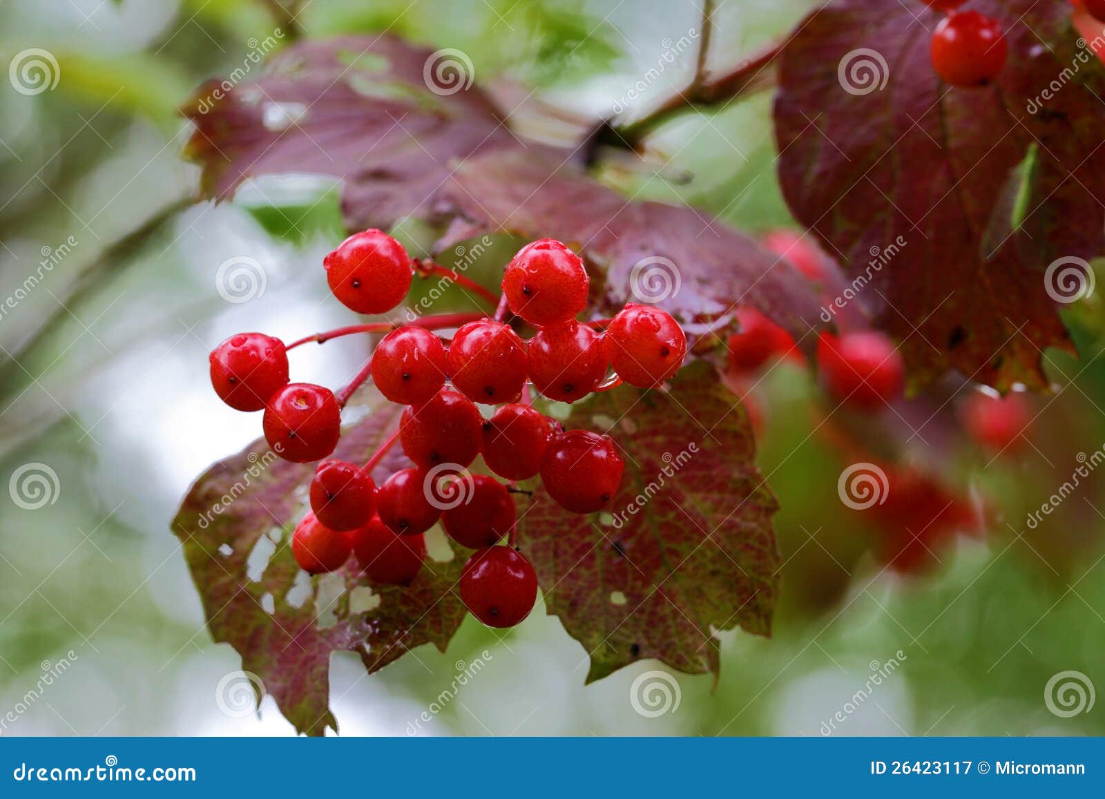 Common Snowball - Viburnum Opulus Stock Image - Image of leaf, berry ...