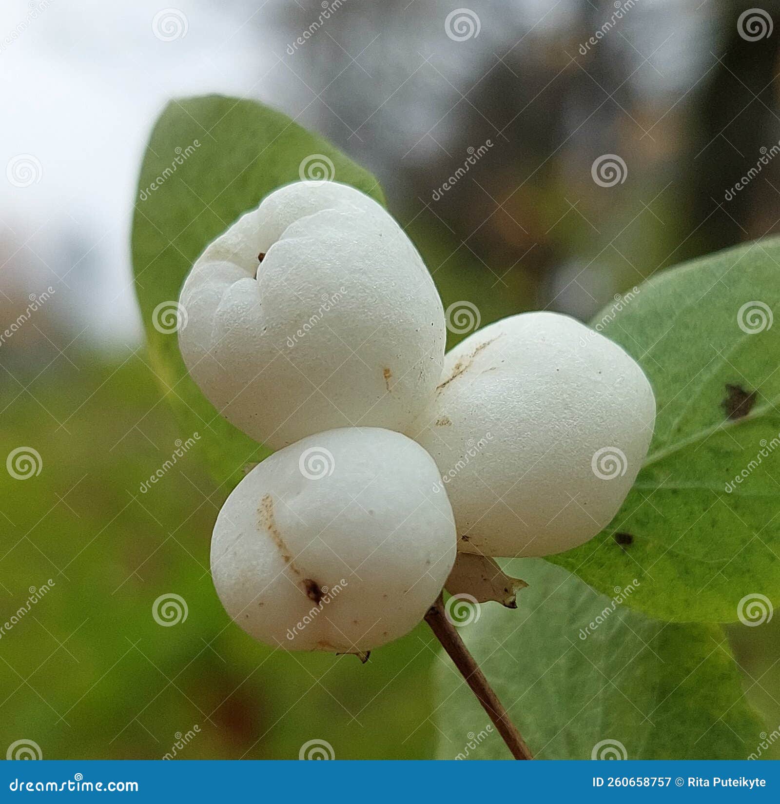 Common snowberry plant stock image. Image of ornamental - 260658757