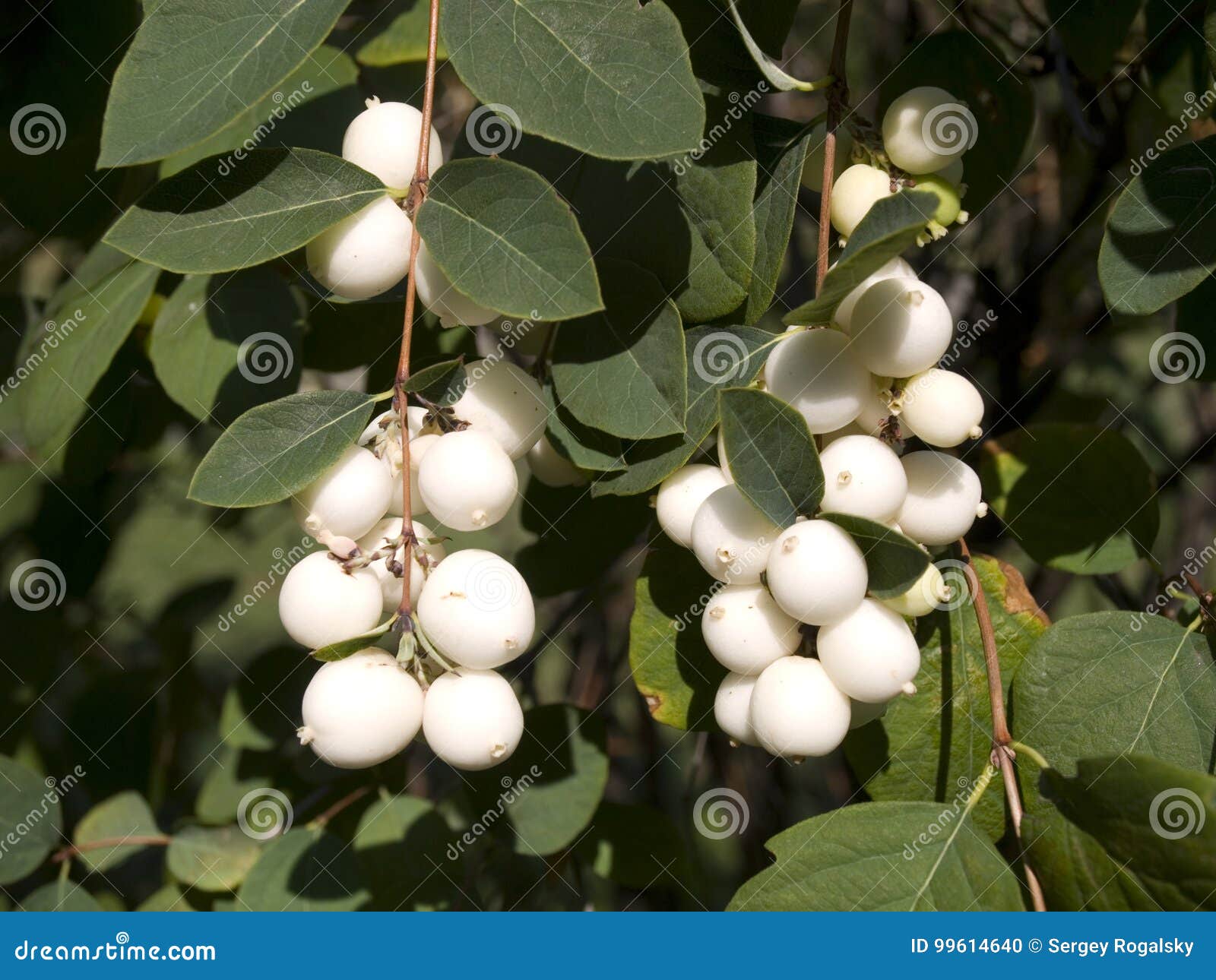 Common snowberry shrub stock photo. Image of plant, albus - 99614640
