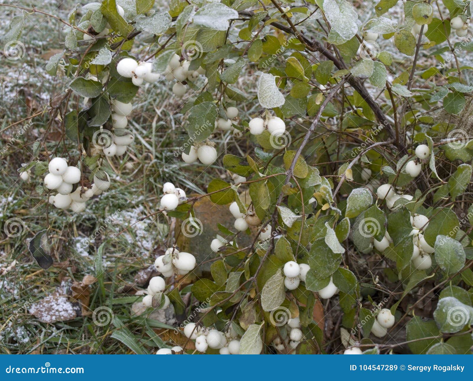 Common snowberry shrub stock image. Image of honeysuckle - 104547289