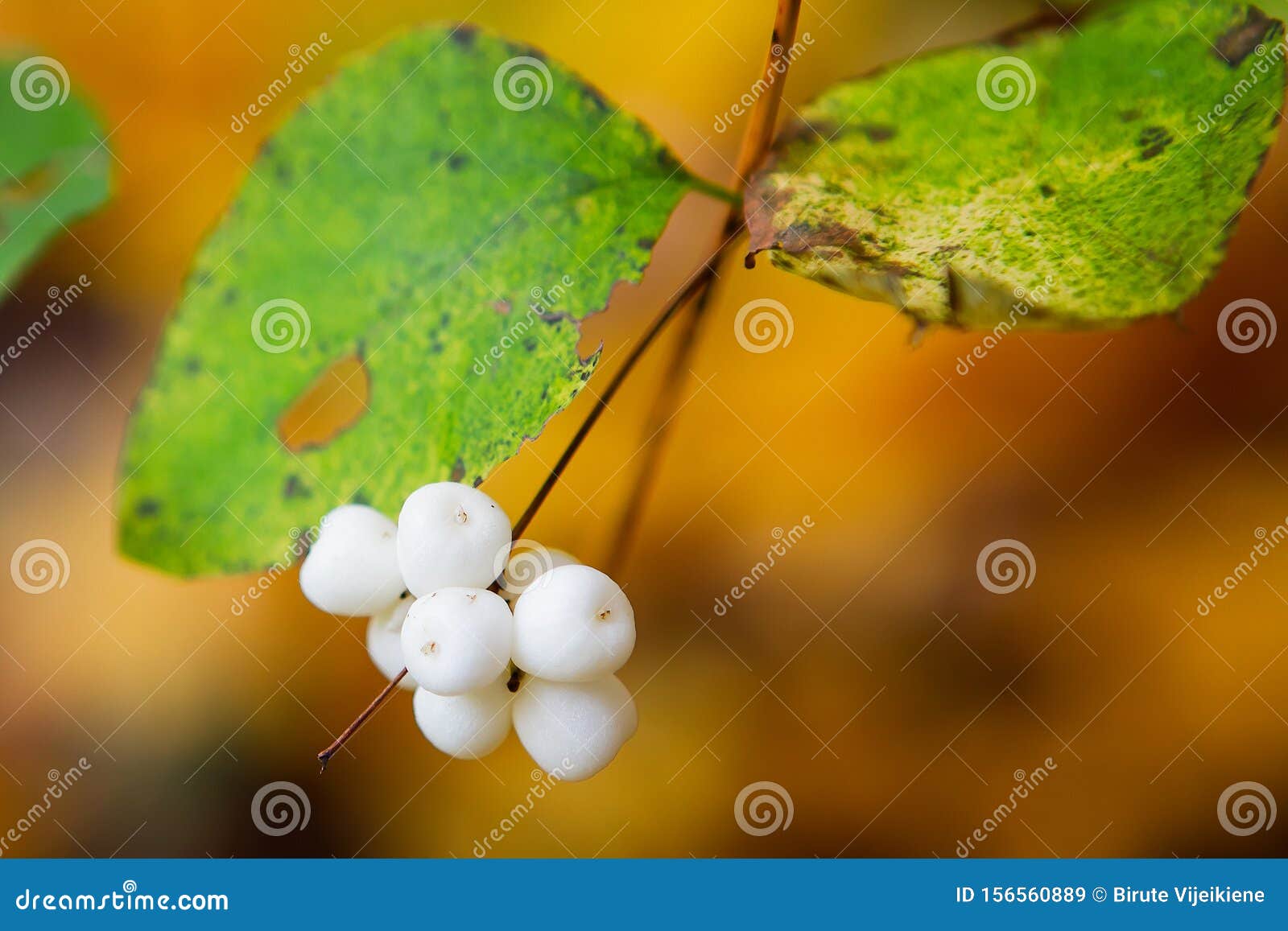 Common Snowberry Symphoricarpos Albus Stock Image - Image of outdoor ...