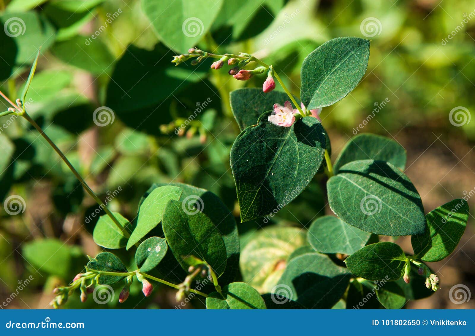 Common Snowberry Symphoricarpos Stock Photo - Image of season, autumn ...
