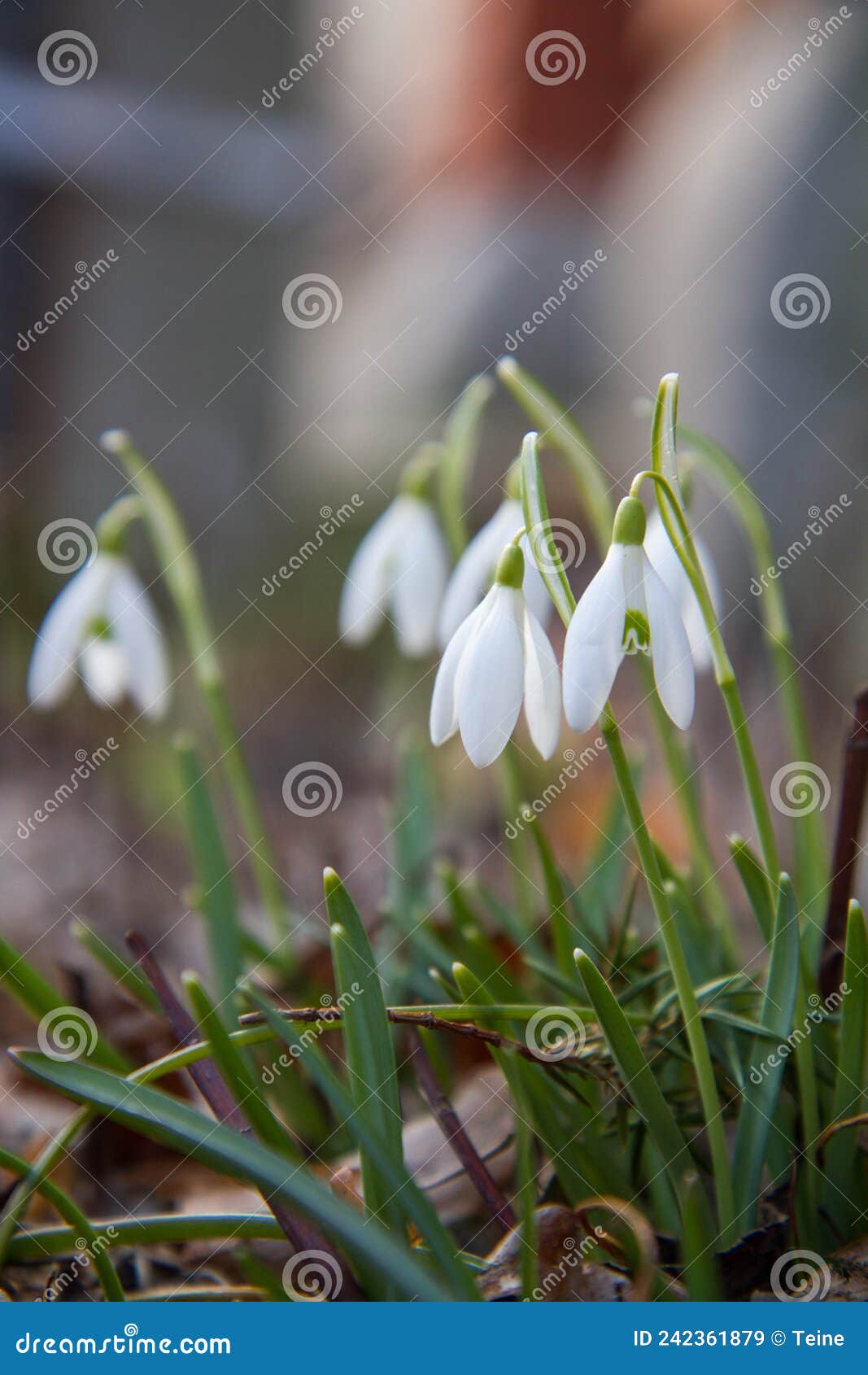 Common Snowdrop stock image. Image of nivalis, park - 242361879
