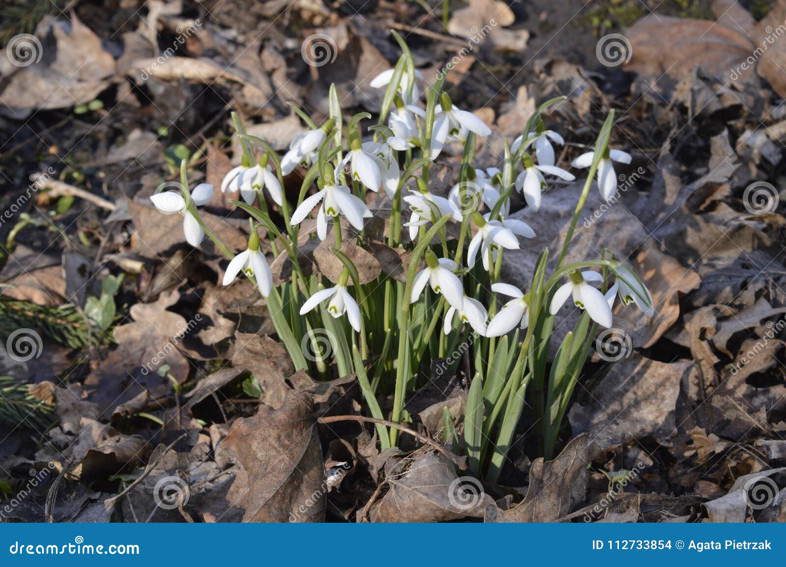 Common Snowdrop in Fall Leaves Stock Photo - Image of snowdrop, early ...