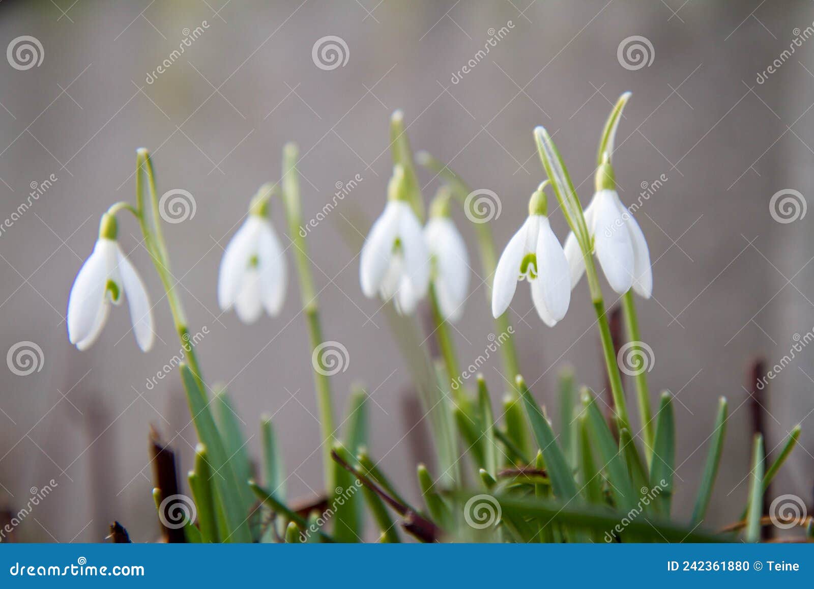 Common Snowdrop stock photo. Image of edible, landscaping - 242361880