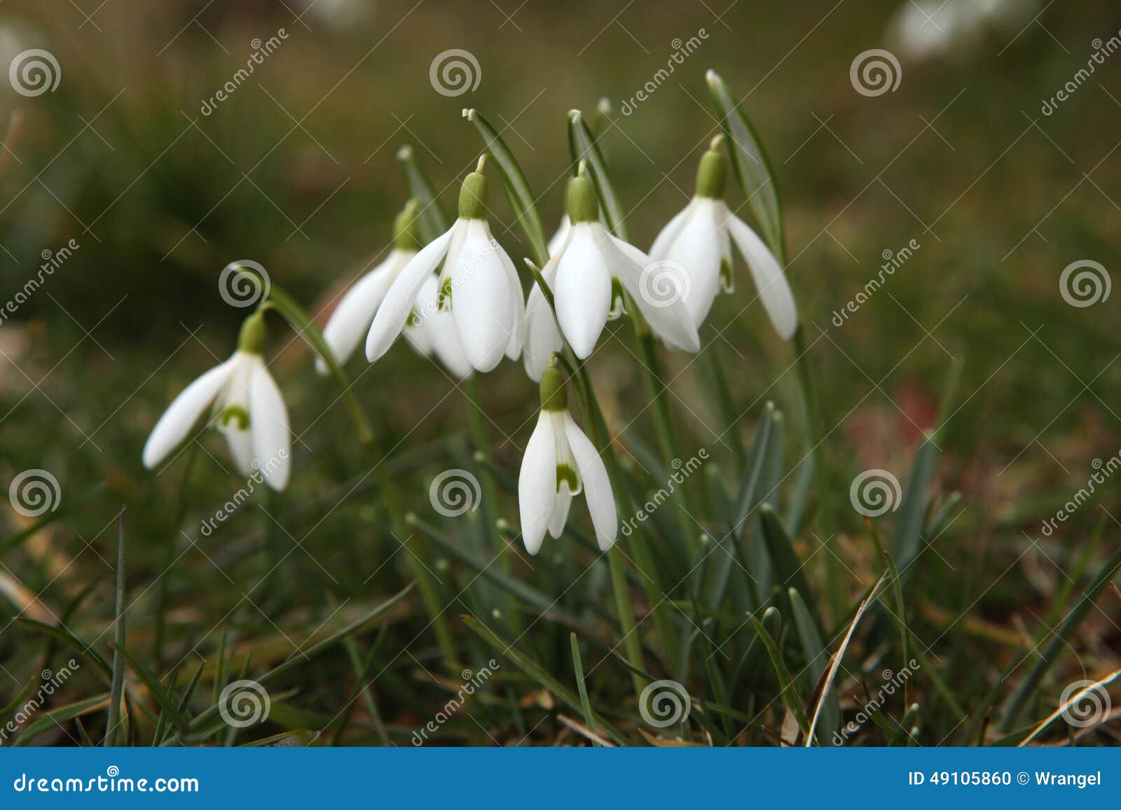 Common Snowdrop (Galanthus Nivalis). Stock Photo - Image of seasonal ...