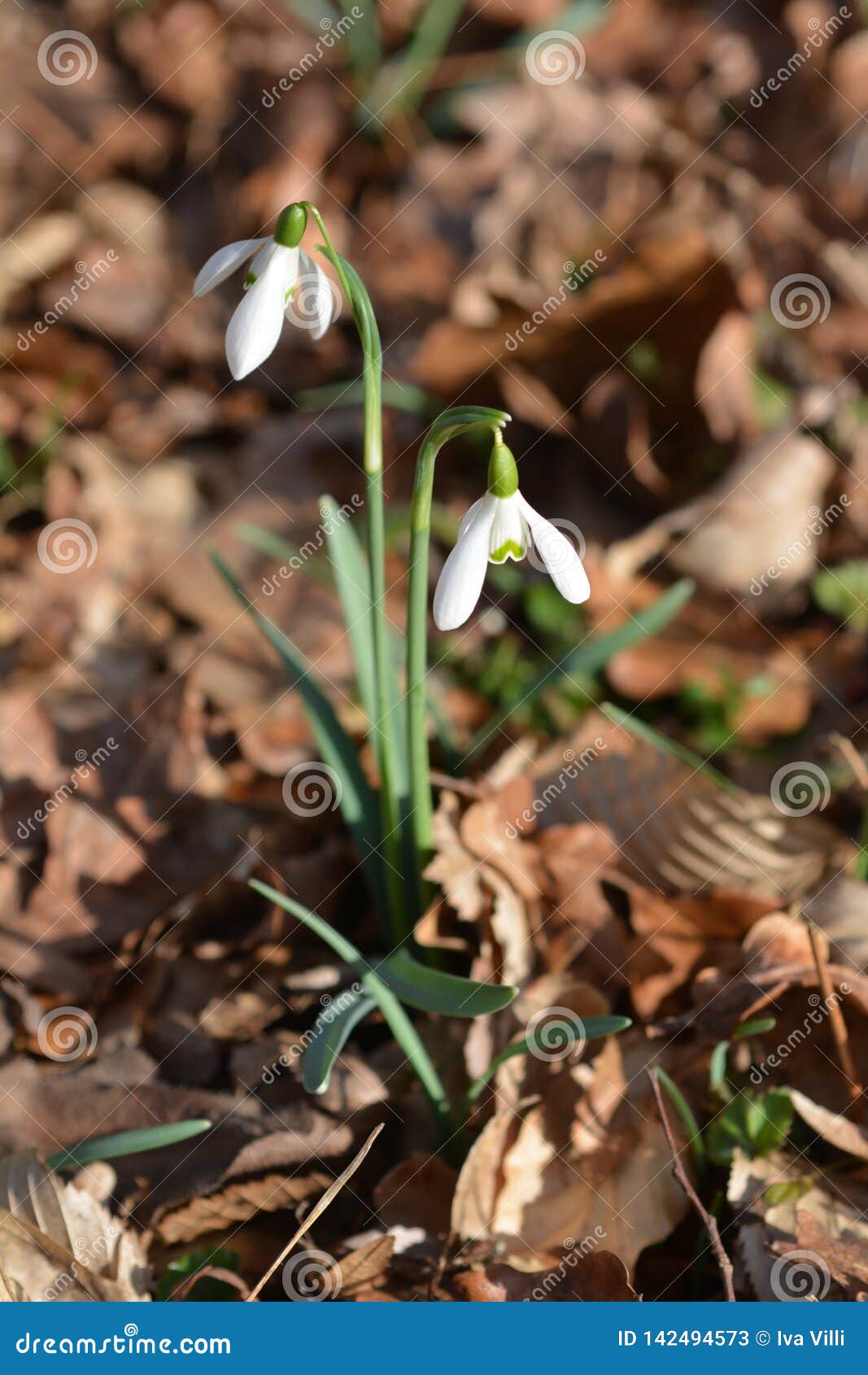 Common snowdrop stock image. Image of nature, winter - 142494573
