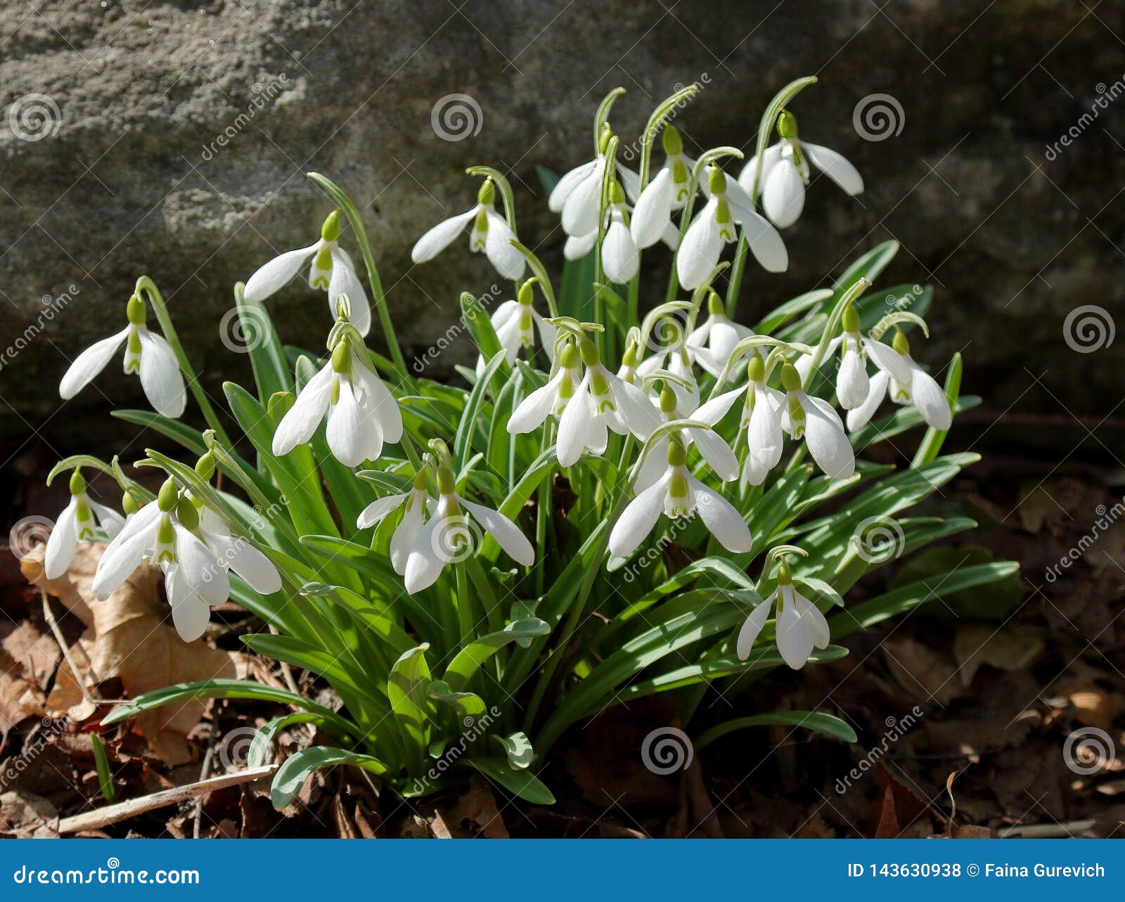 Common Snowdrops Galanthus Nivalis Blooming in the Spring Stock Photo ...