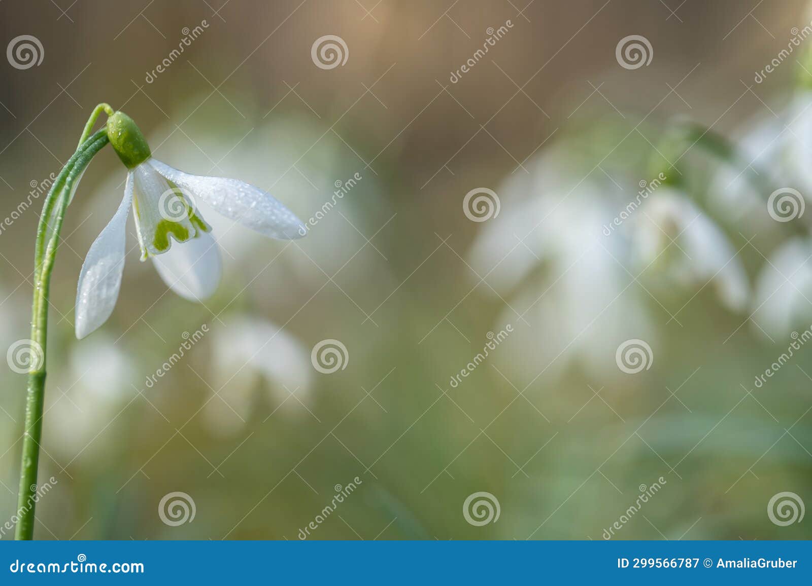 Common Snowdrops (Galanthus Nivalis). Stock Image - Image of nivalis ...