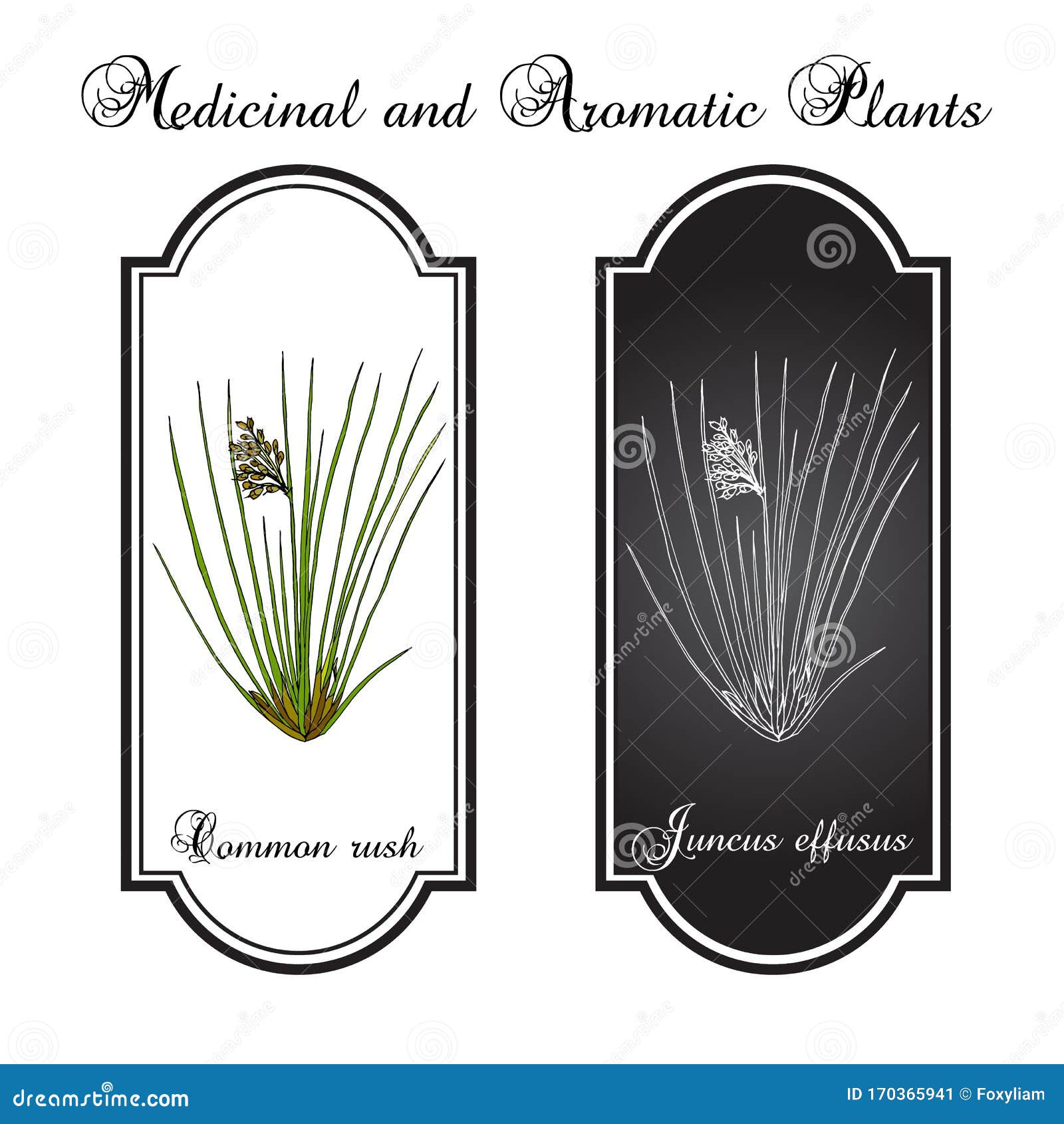 Common or Soft Rush Juncus Effusus , Medicinal Plant Stock Vector ...