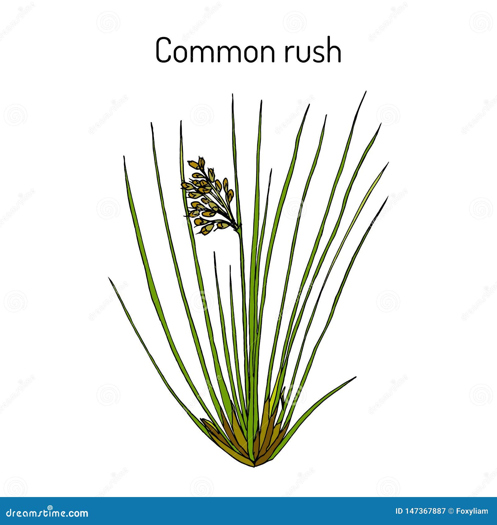 Common or Soft Rush Juncus Effusus , Medicinal Plant Stock Vector ...