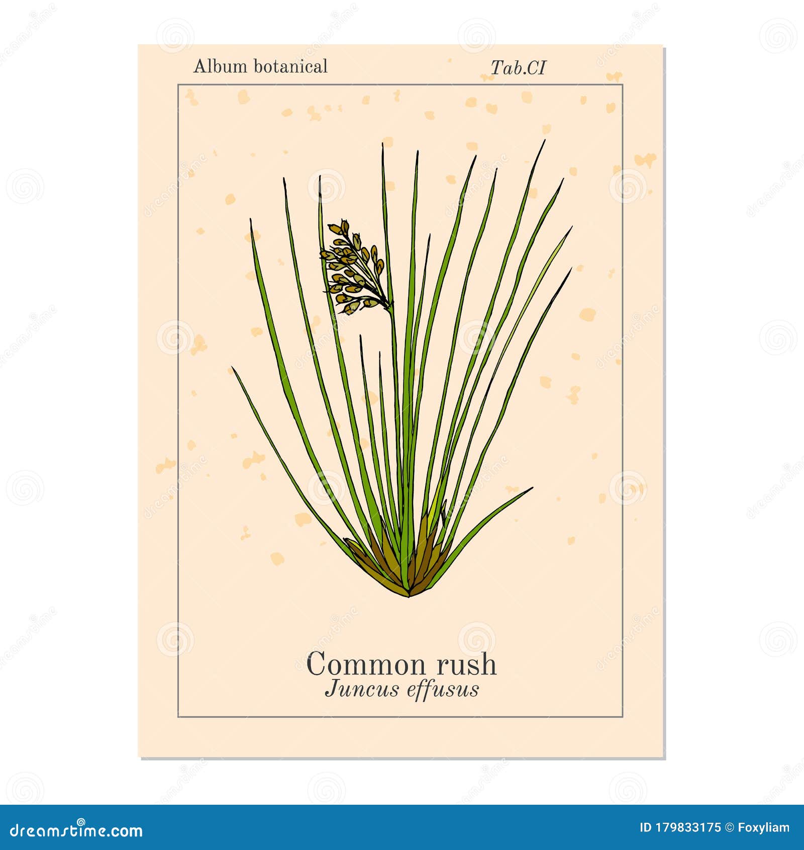 Rushes Plant Drawing