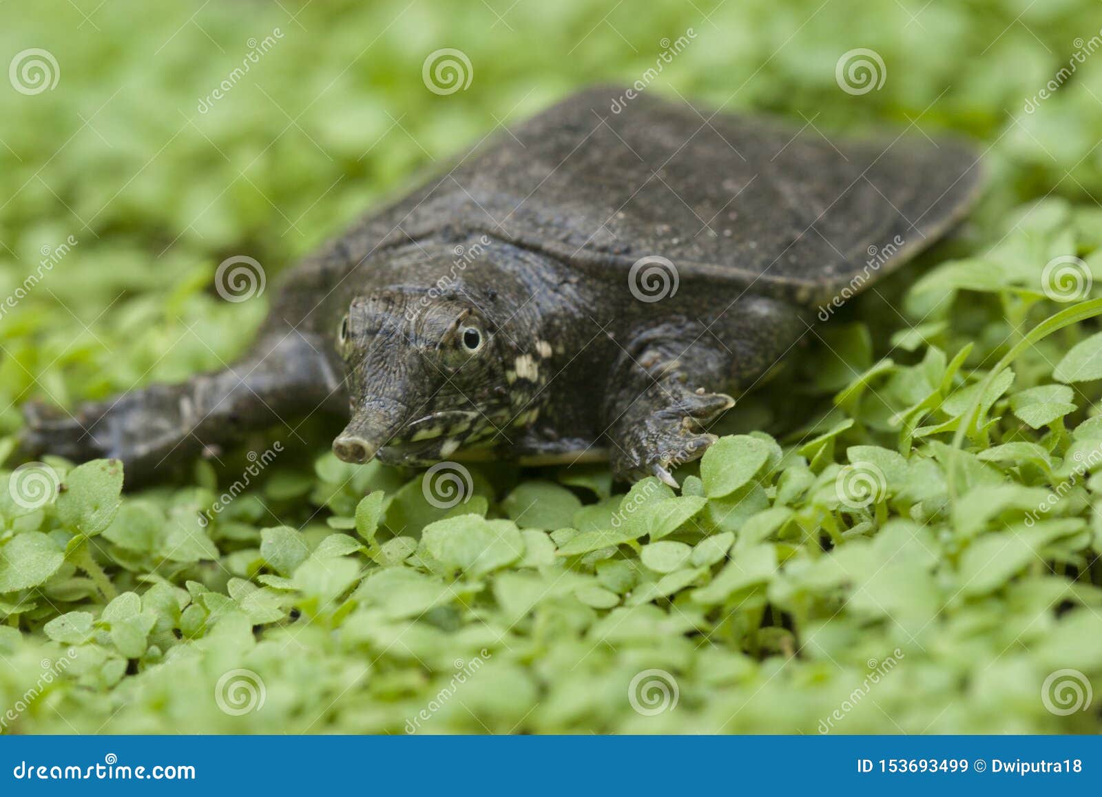Common Softshell Turtle or Asiatic Softshell Turtle Stock Image - Image ...