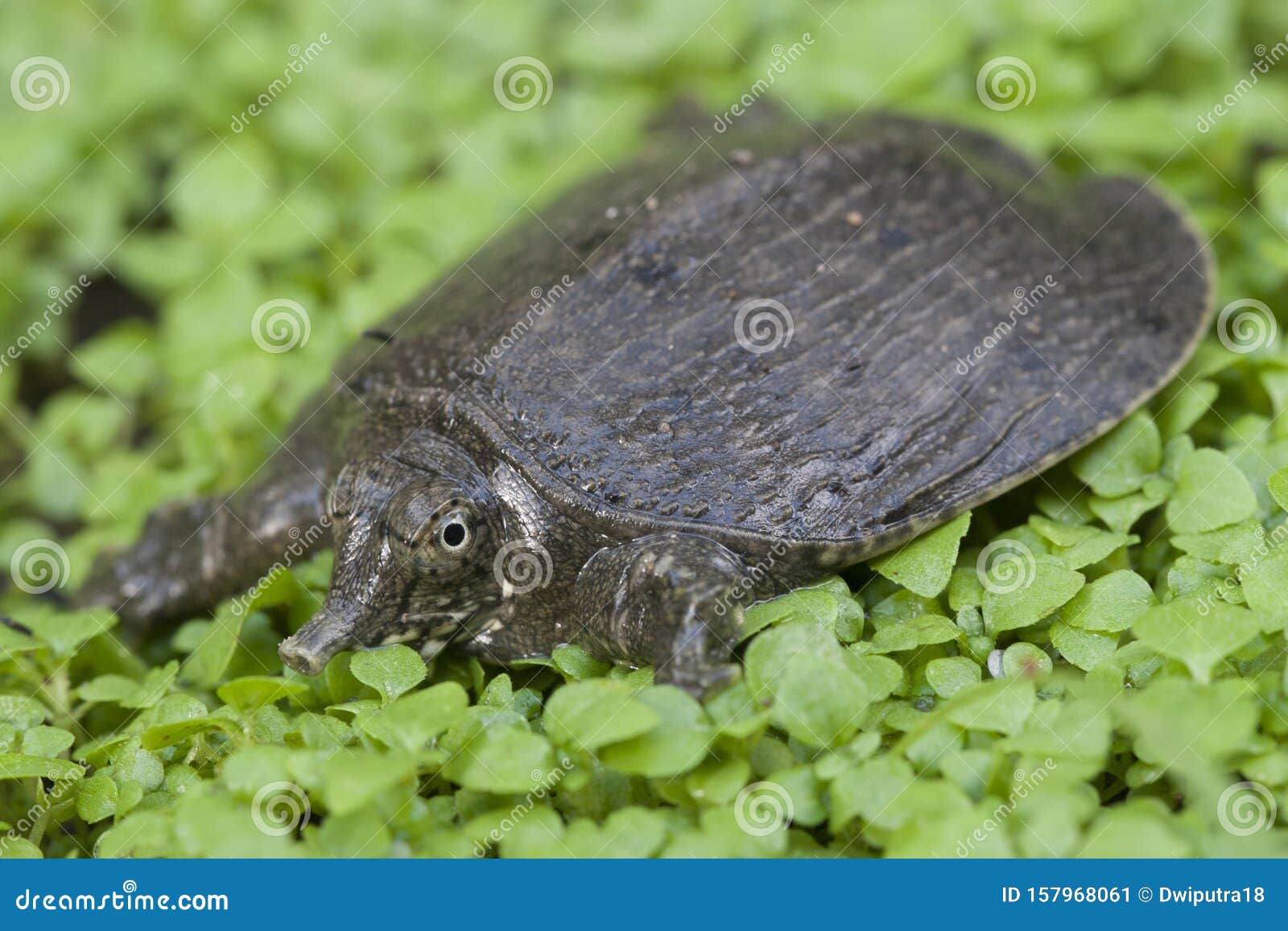 Common Softshell Turtle or Asiatic Softshell Turtle Stock Image - Image ...
