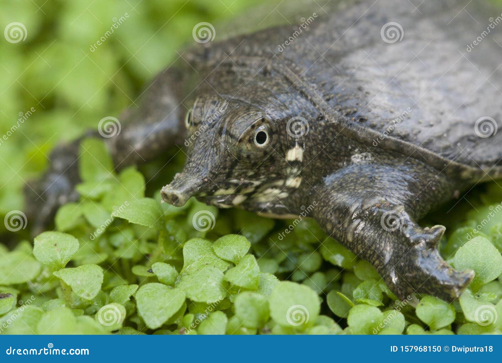 Common Softshell Turtle or Asiatic Softshell Turtle Stock Photo - Image ...