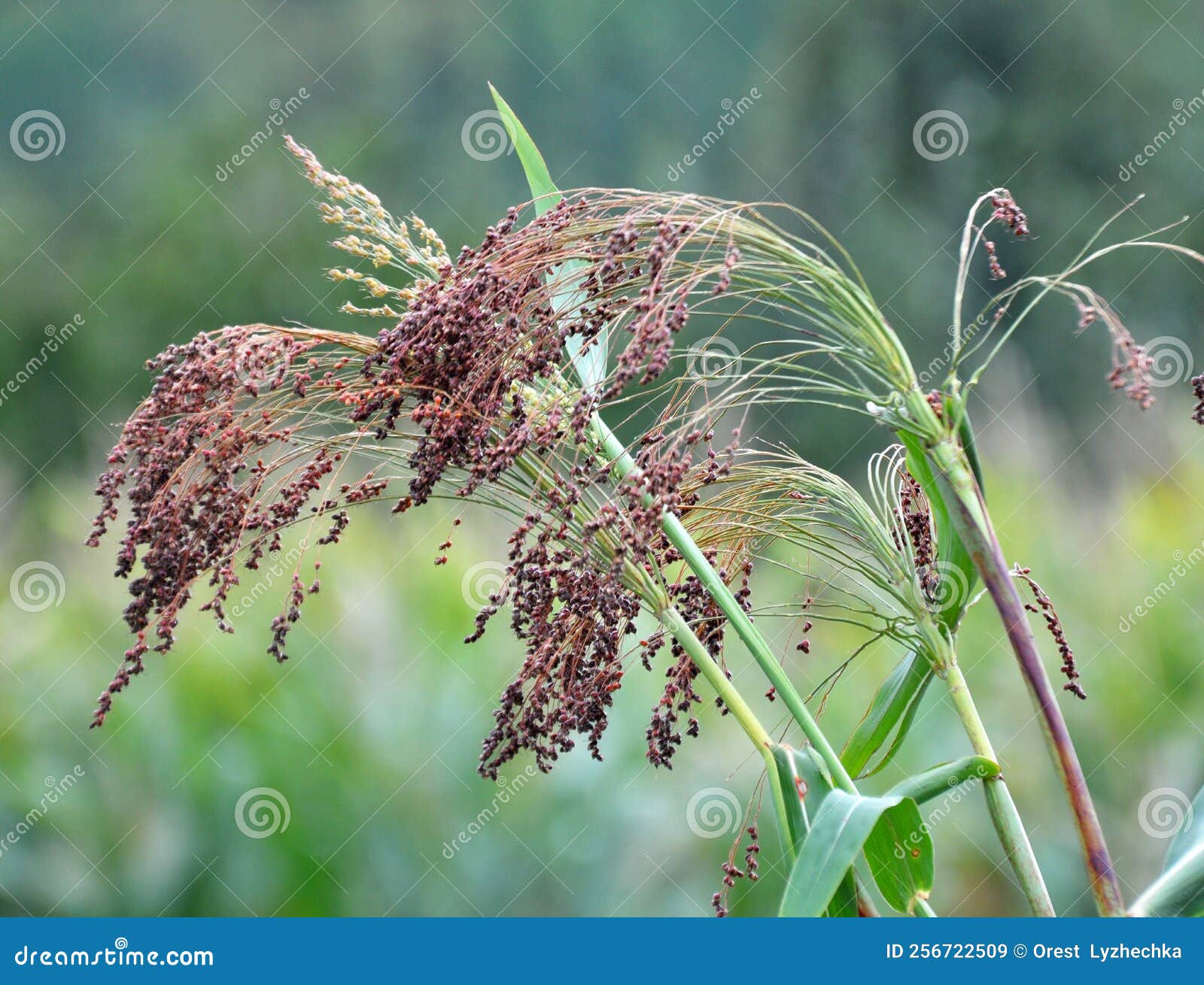 Common Sorghum Sorghum Bicolor Grows in a Field Stock Image - Image of ...