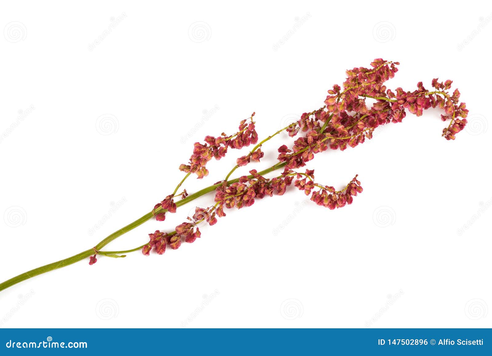 Common sorrel stock photo. Image of herb, spinach, leaves - 147502896