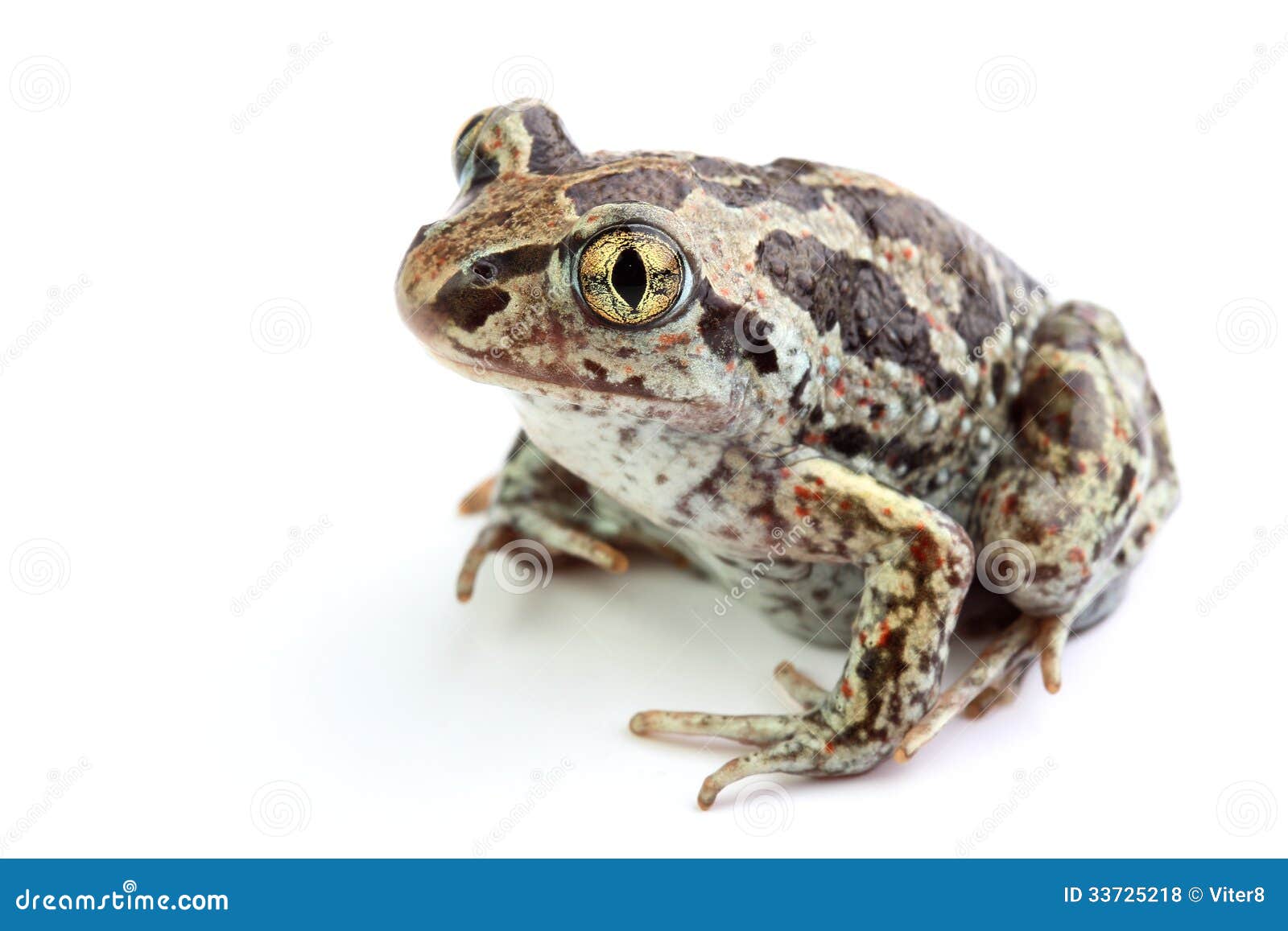 Common Spadefoot (Pelobates Fuscus) On White Royalty Free Stock Photos ...
