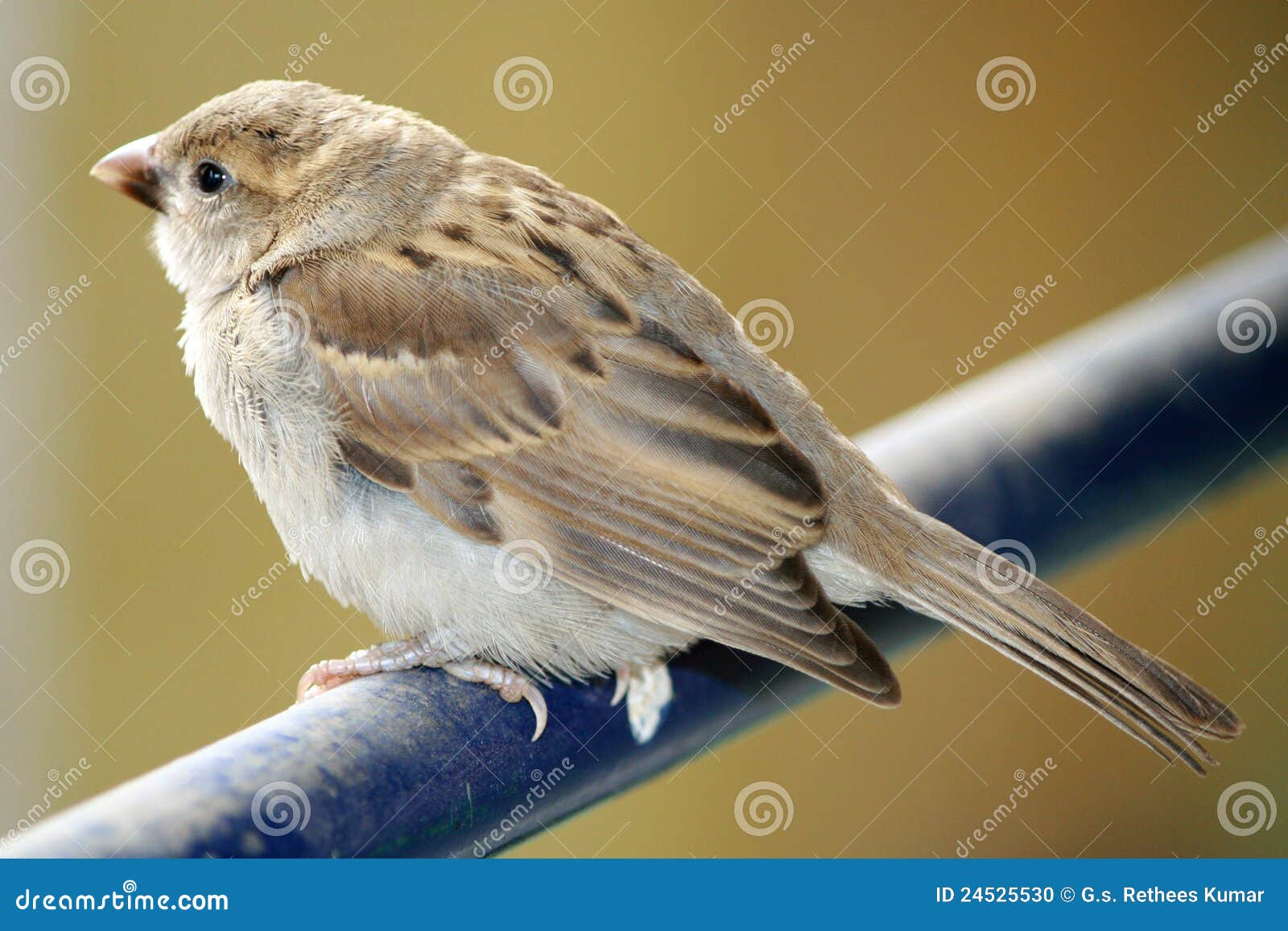 Common sparrow stock photo. Image of bird, avian, animals - 24525530
