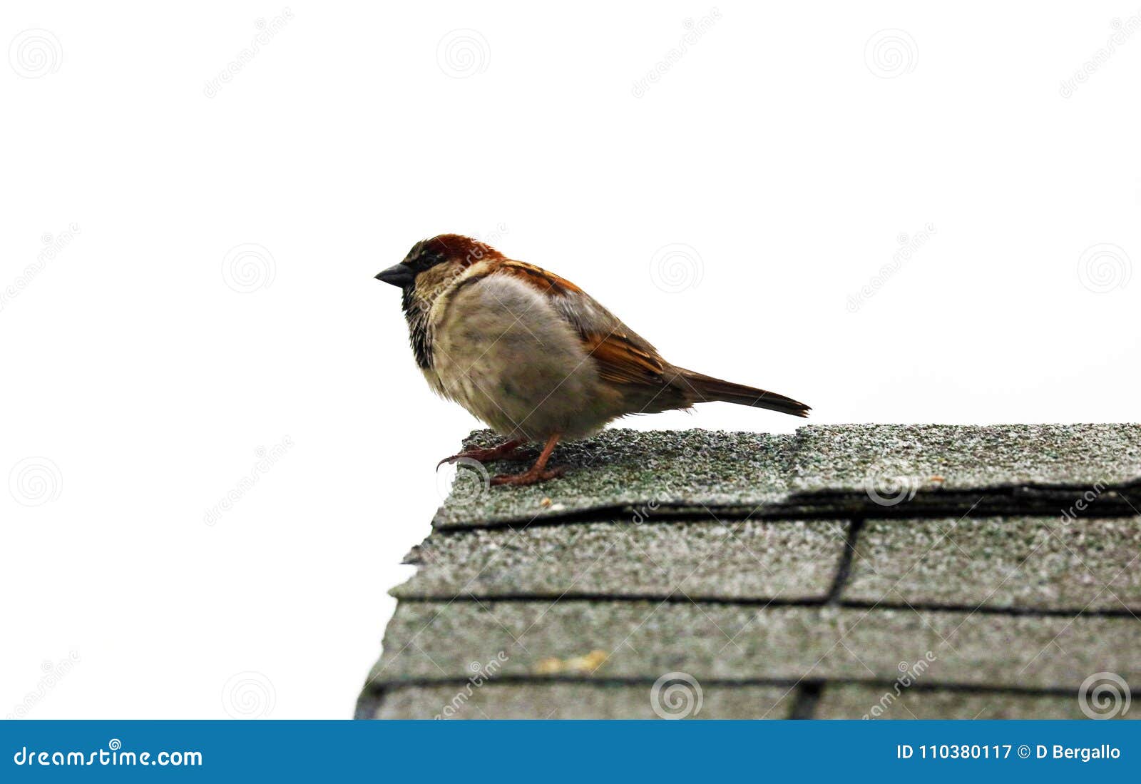 Common Sparrow in Top of a House Stock Image - Image of feathers, tree ...