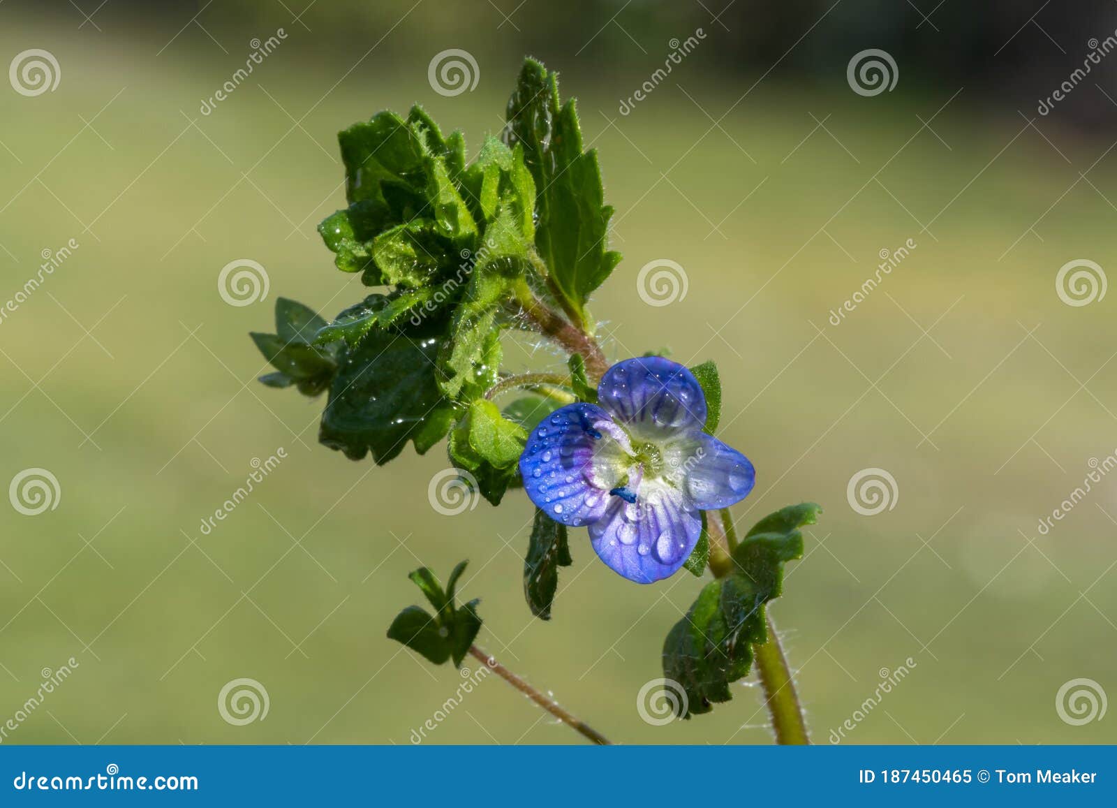 Common Speedwell Veronica Arvensis Stock Image - Image of arvensis ...