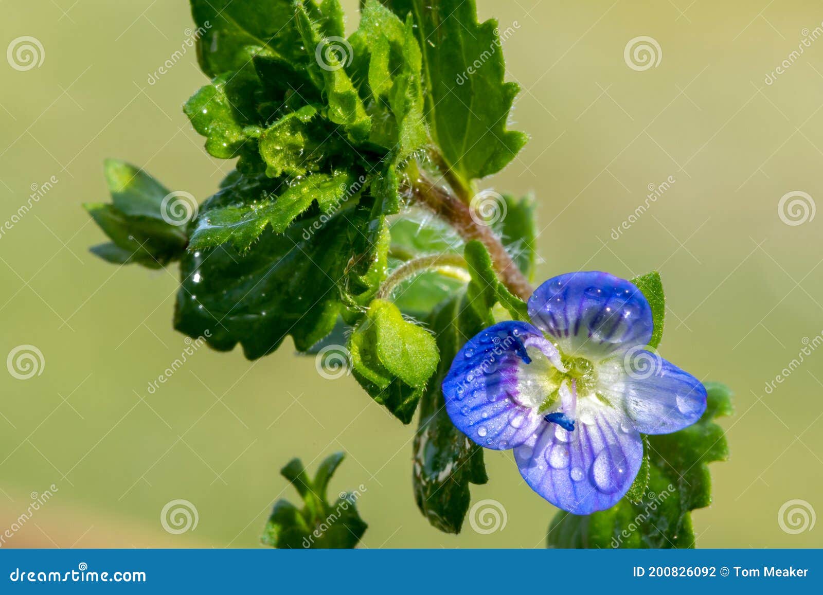 Common Speedwell Veronica Arvensis Stock Photo - Image of fresh, close ...