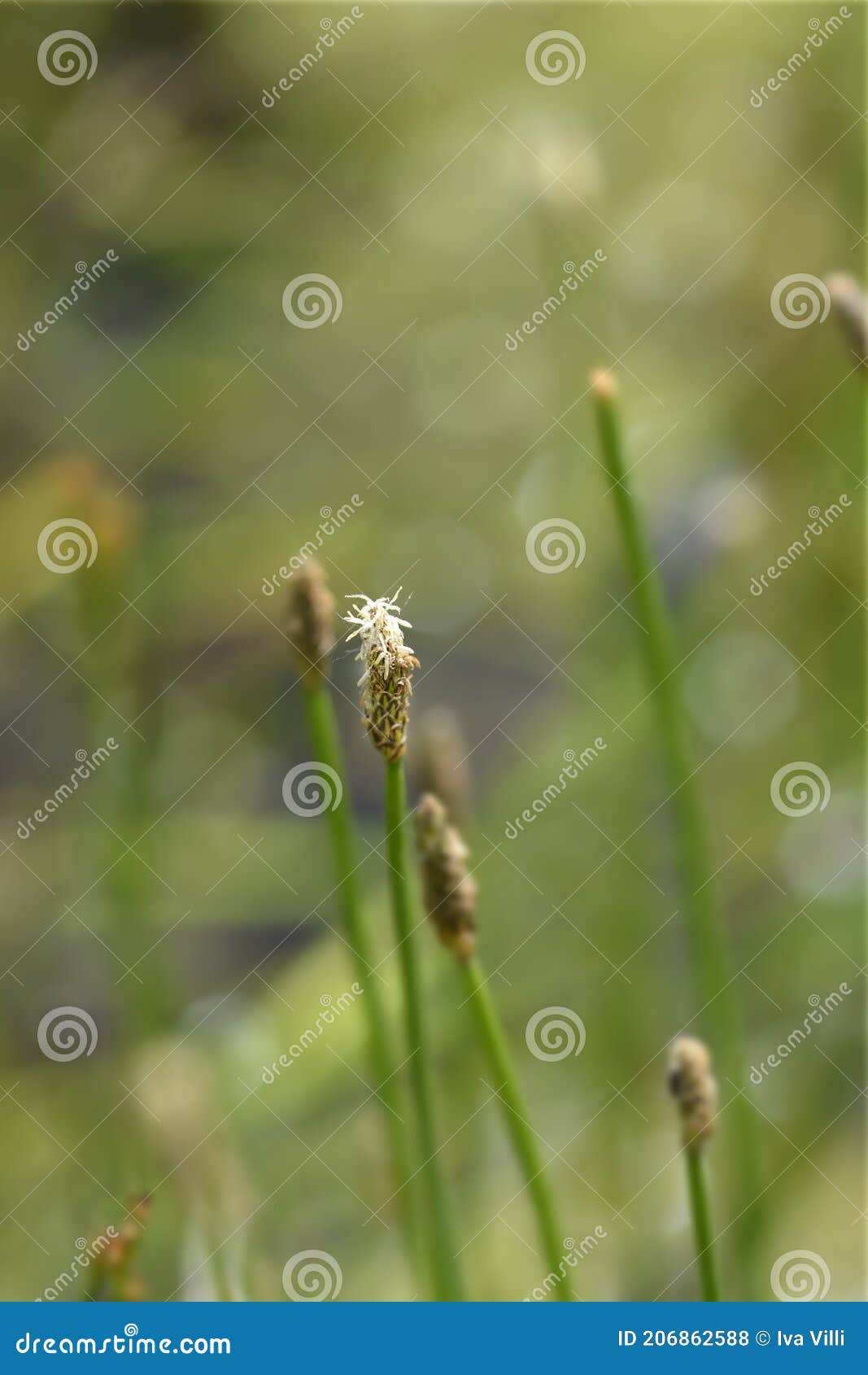 Common spike-rush stock photo. Image of green, plant - 206862588