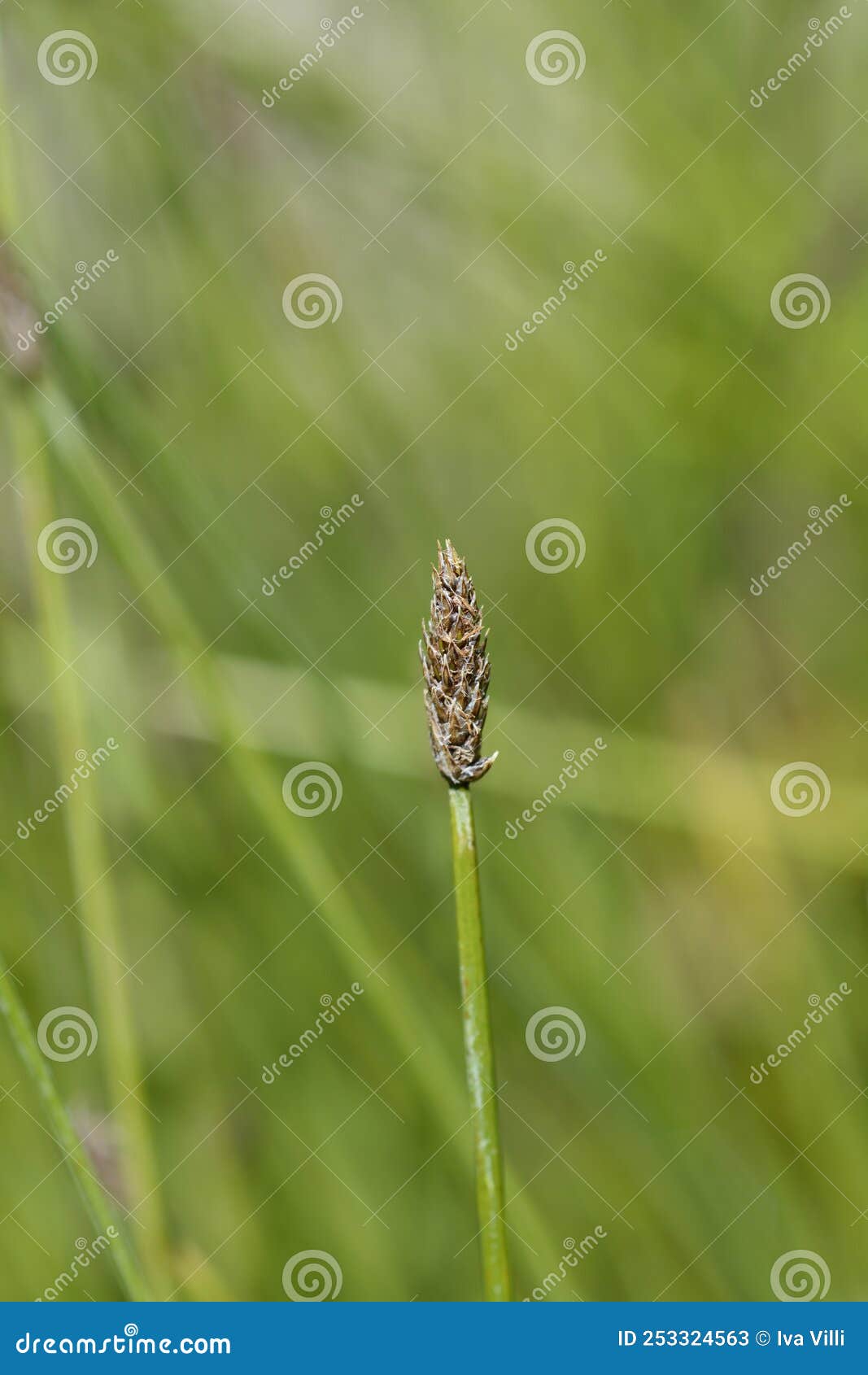 Common spike-rush stock image. Image of brown, common - 253324563
