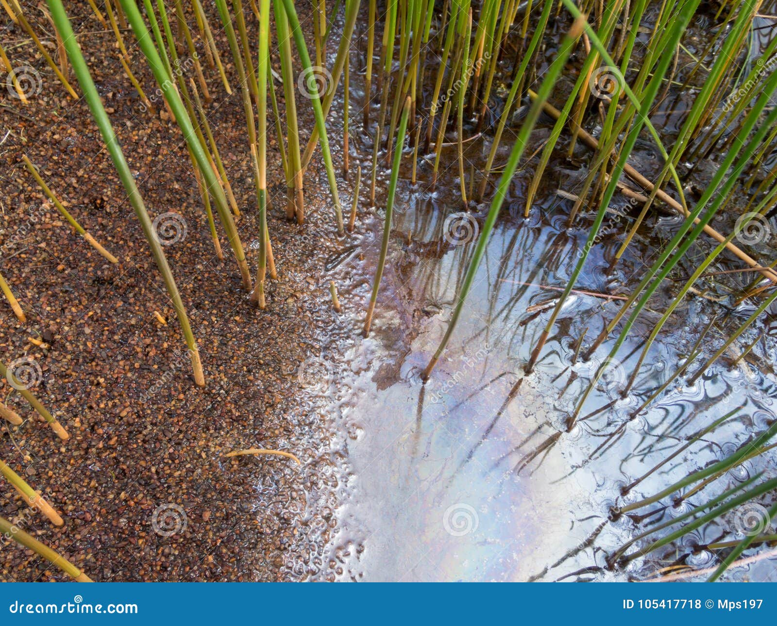 Common Spikerush and Iron Bacteria Stock Photo - Image of finland, lake ...
