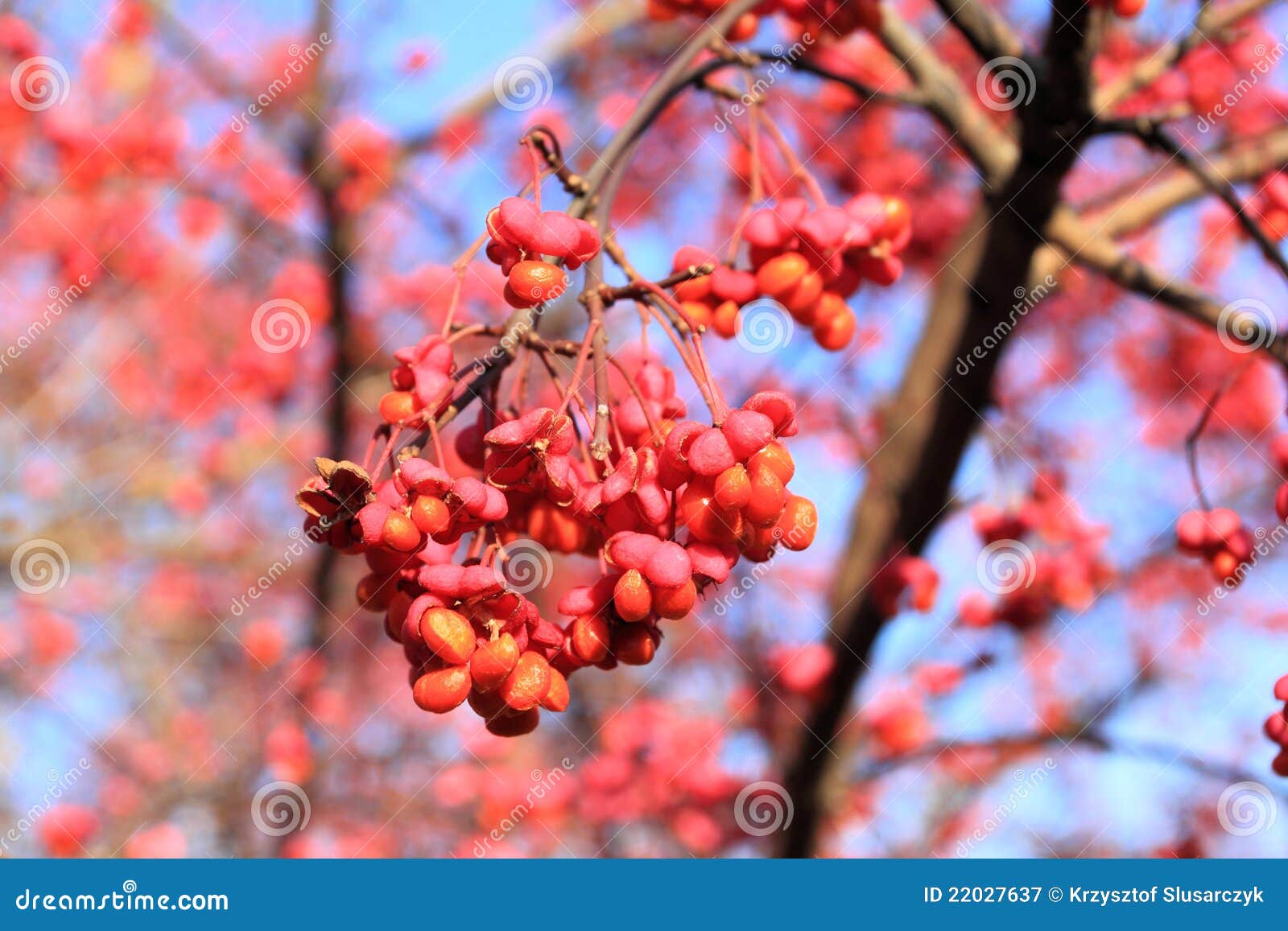 Common spindle stock image. Image of poland, flora, wild - 22027637