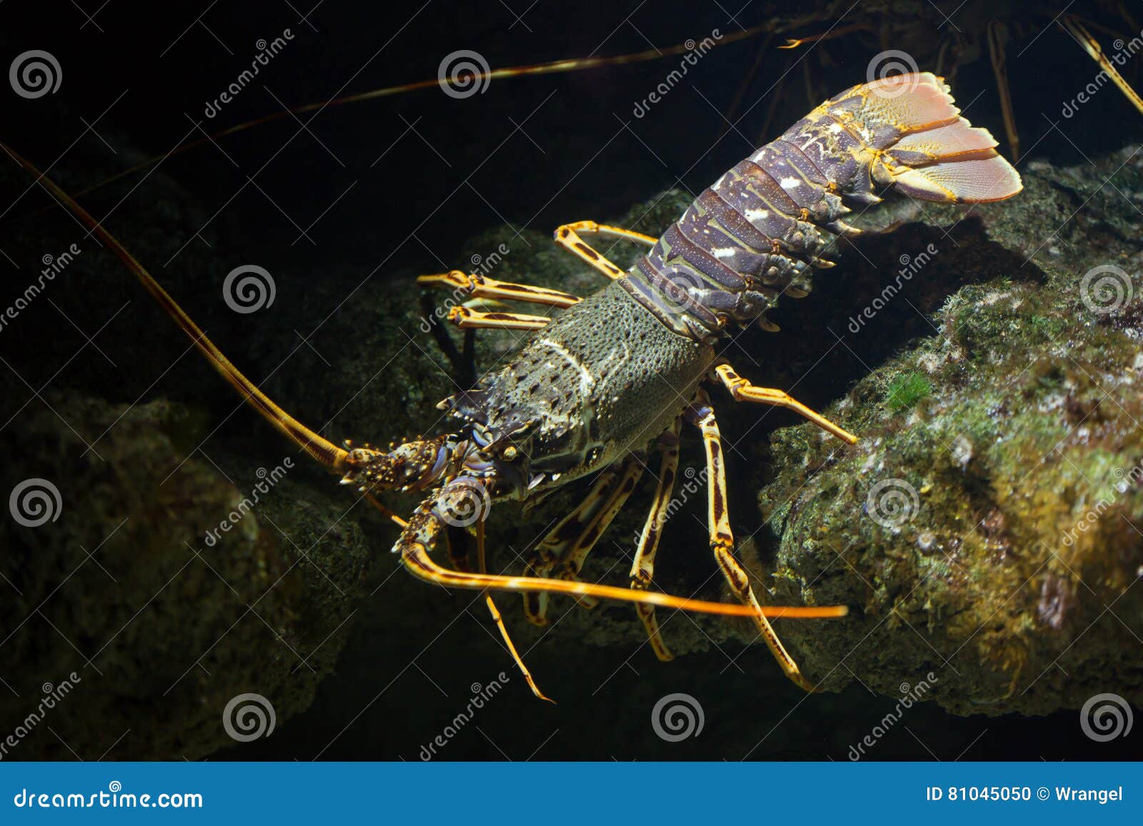 Common Spiny Lobster Palinurus Elephas. Stock Photo - Image of ...